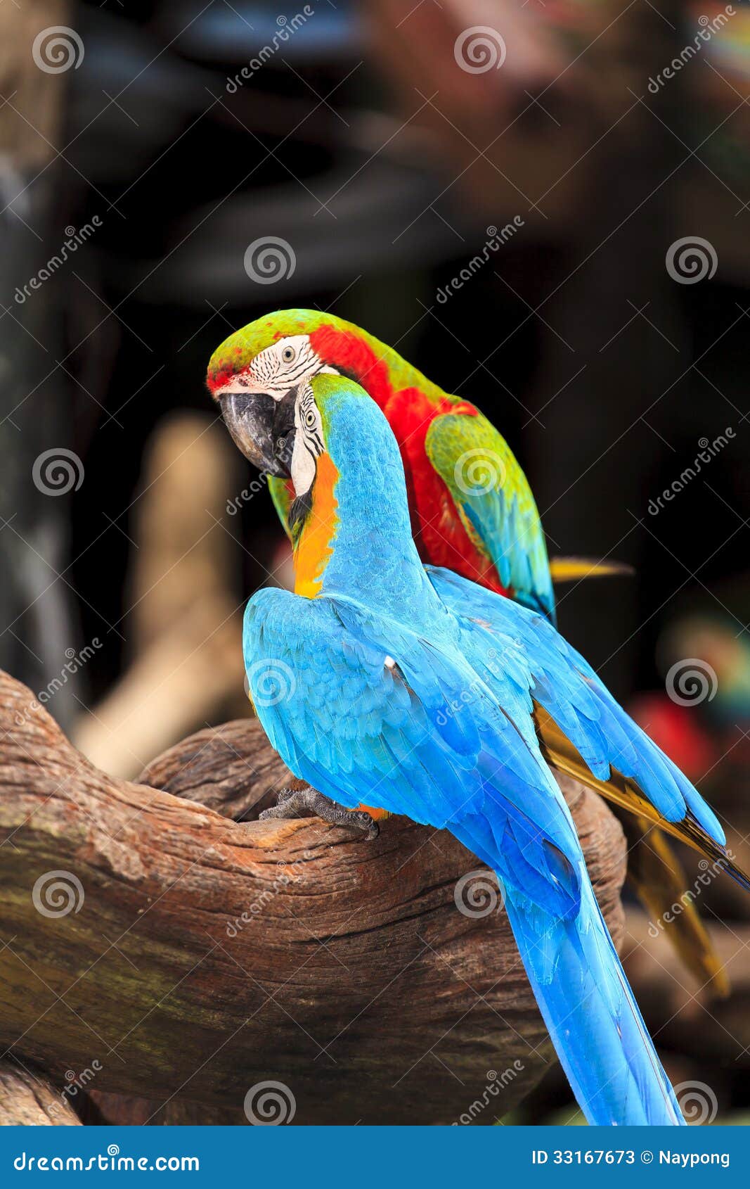Macaw birds stock image. Image of parrot, fauna, beautiful - 33167673