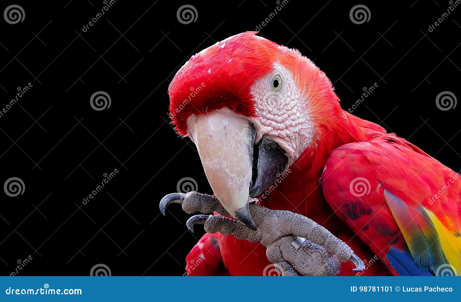 Macaw Biting Hand stock image. Image of portrait, seed - 98781101