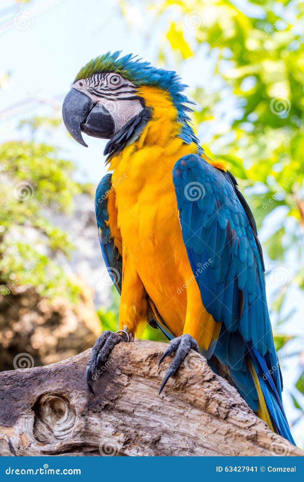 Macaw blu del pappagallo immagine stock. Immagine di selvaggio - 63427941