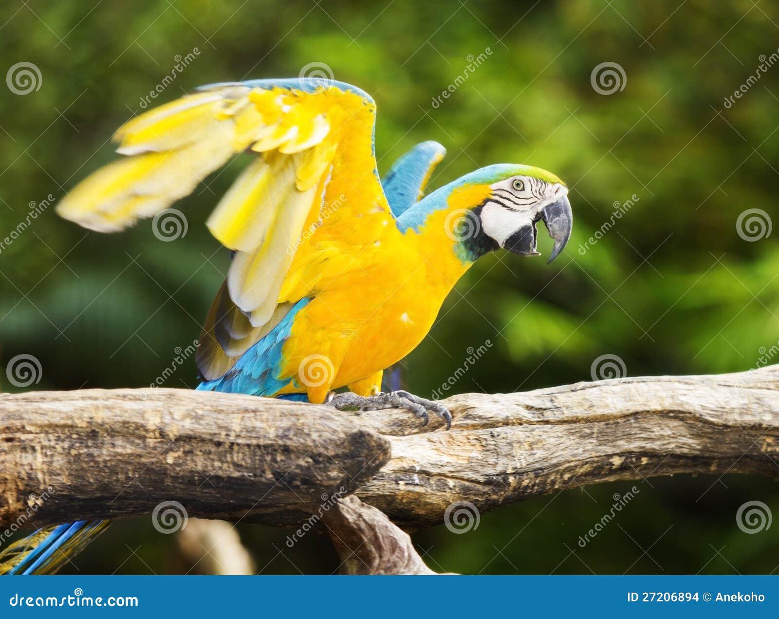 Macaw on the branch stock photo. Image of nature, domestic - 27206894