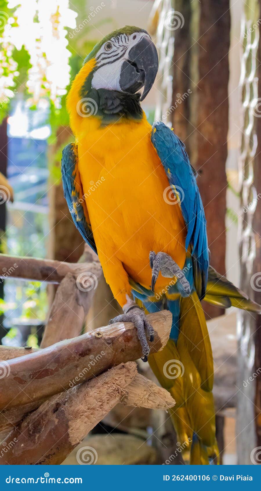 Macaw Brasilian Native Bird Stock Photo - Image of native, macaw: 262400106