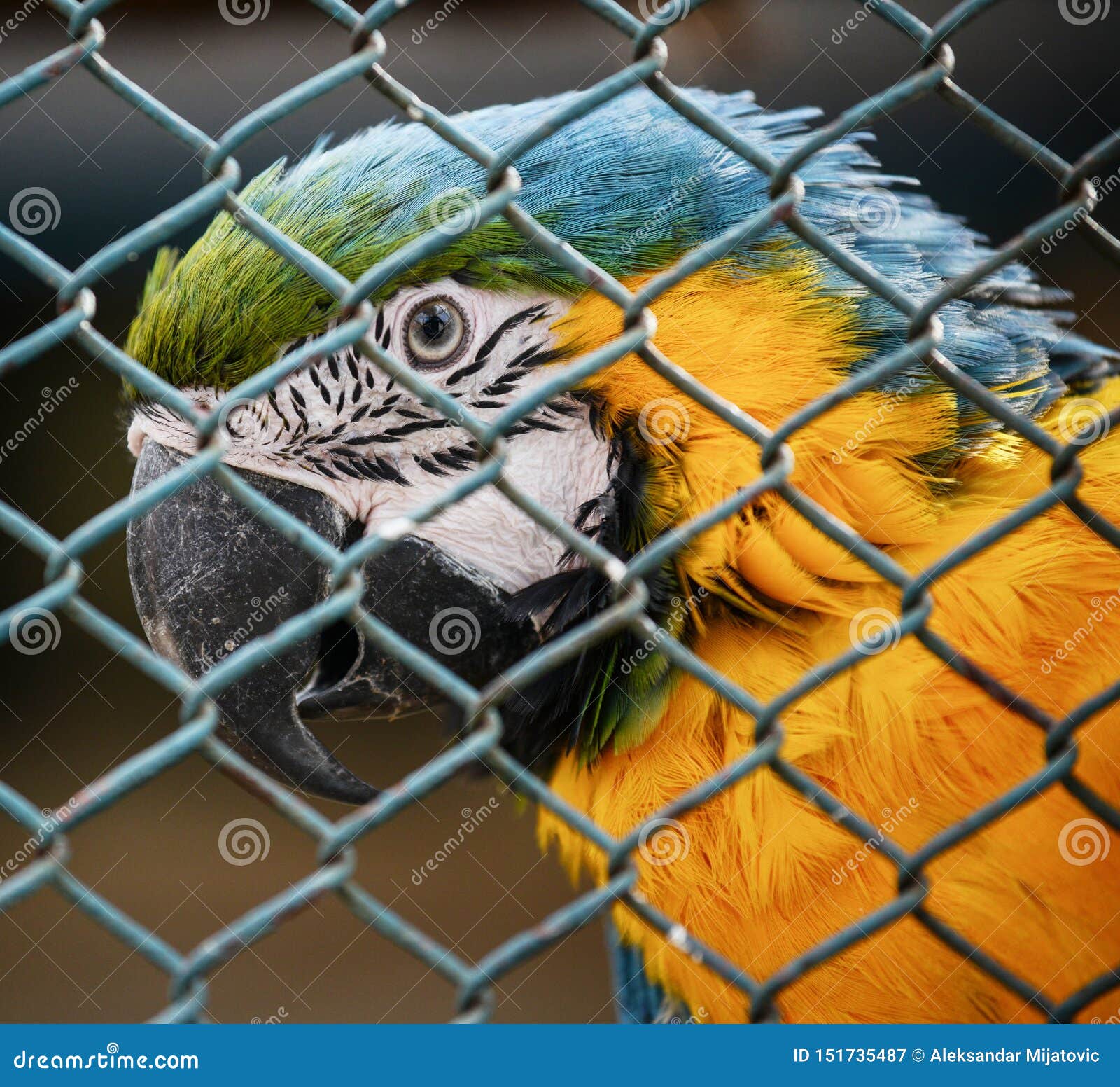 Macaw in cage stock image. Image of pincers, animal - 151735487