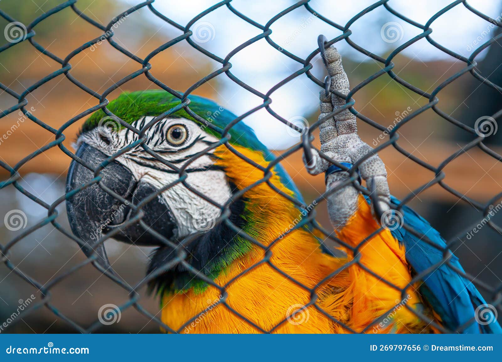 Macaw in a cage stock photo. Image of feather, trapped - 269797656