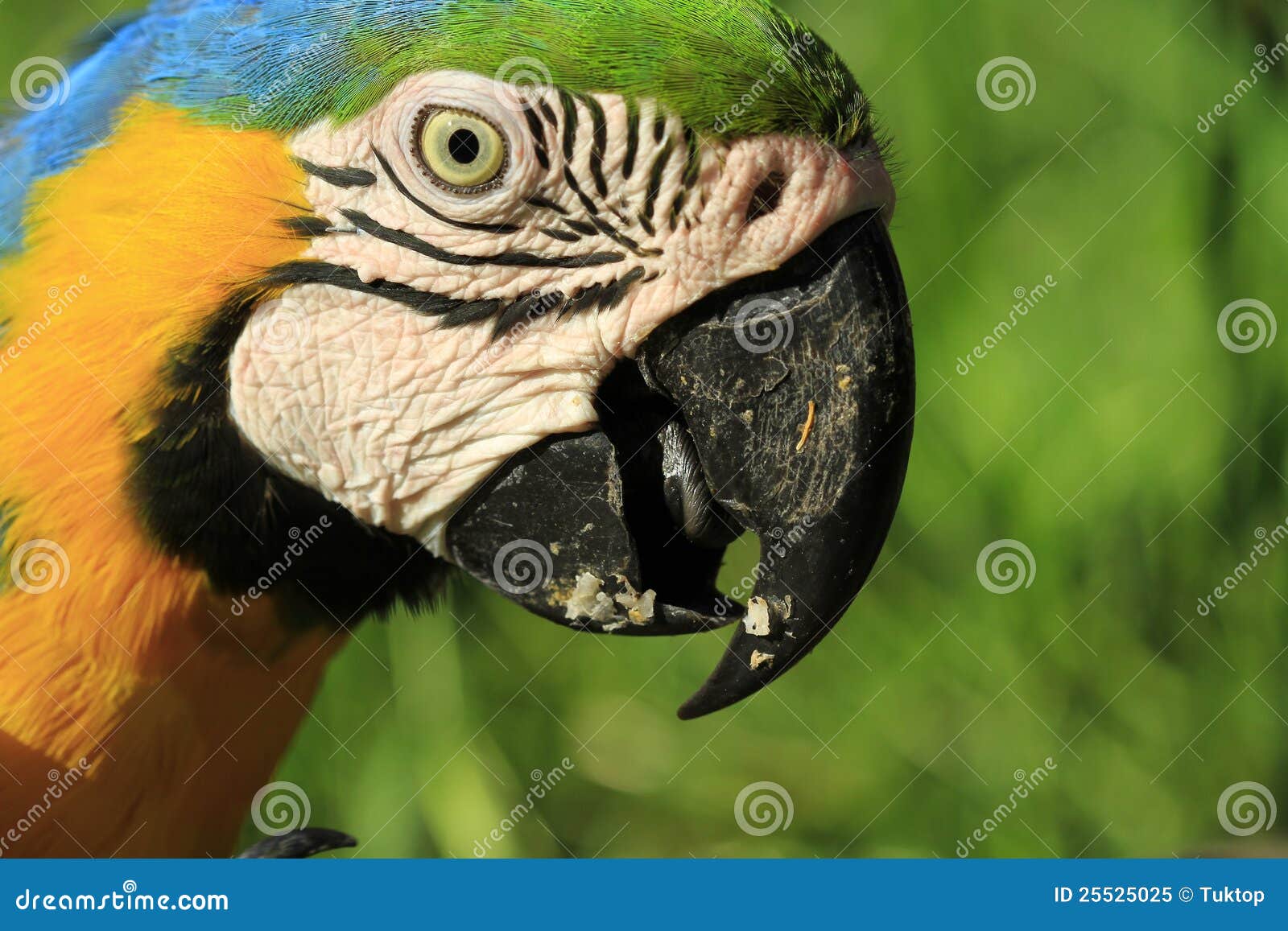 Macaw Close-Up stock image. Image of avian, life, colorful - 25525025