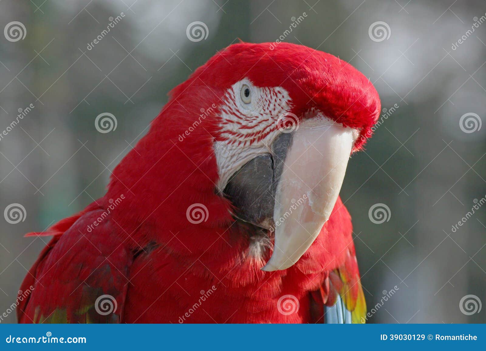 Macaw stock image. Image of fauna, nature, tropical, manycolored - 39030129