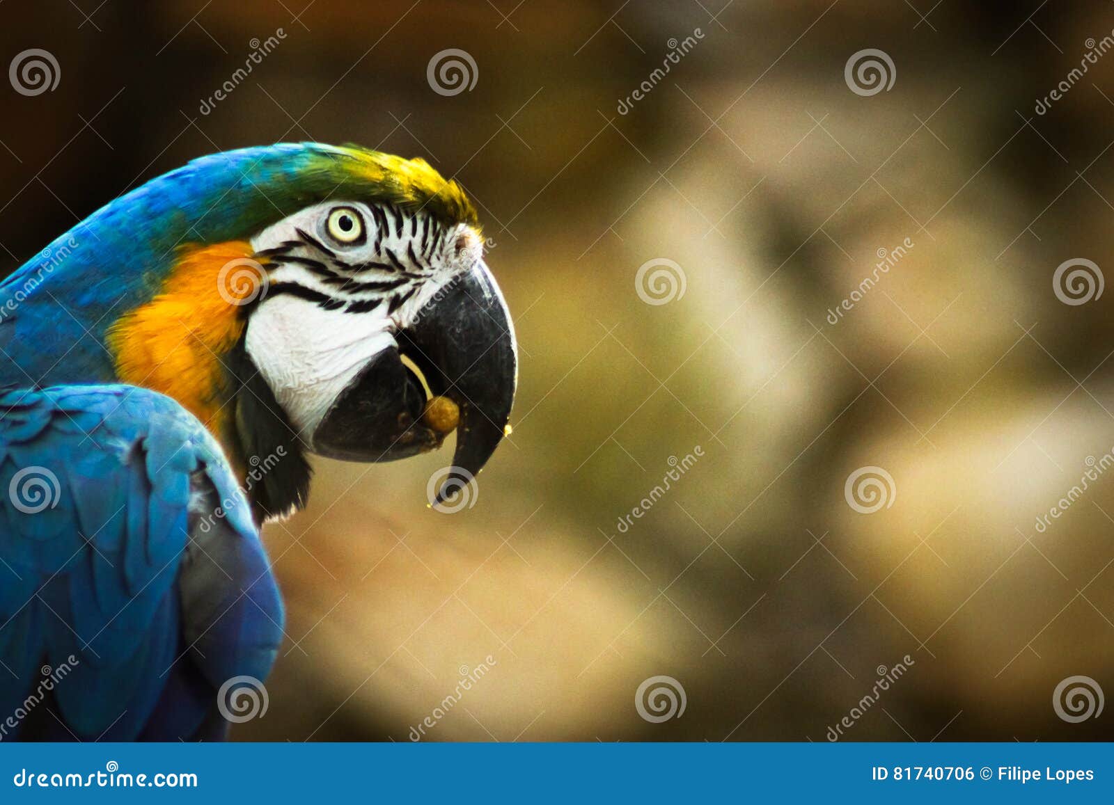Macaw on close-up stock photo. Image of america, sunny - 81740706