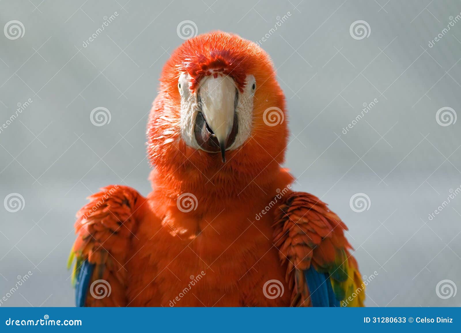 Macaw stock image. Image of feather, animals, wild, species - 31280633