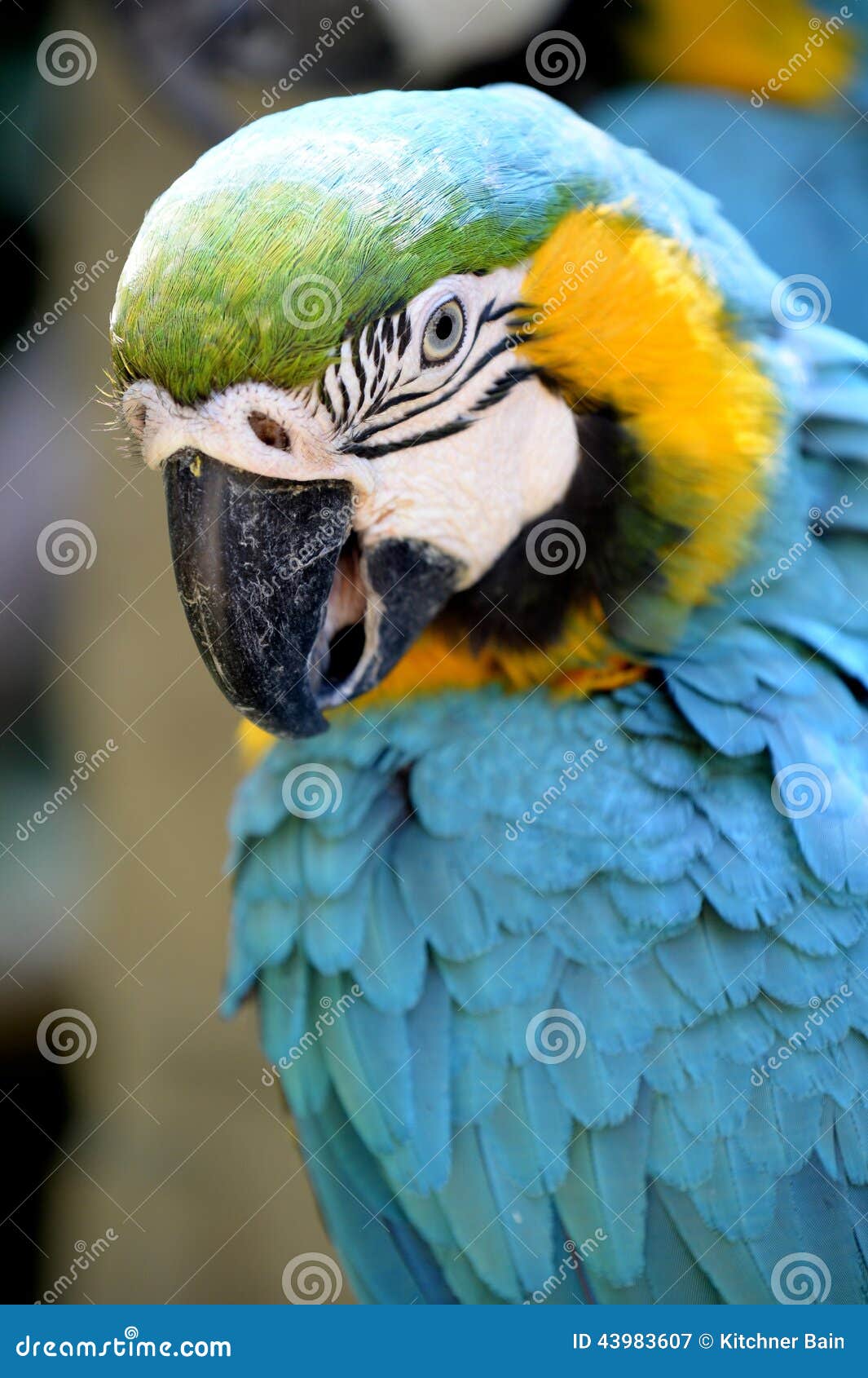Macaw stock image. Image of nature, blue, scarlet, tropical - 43983607