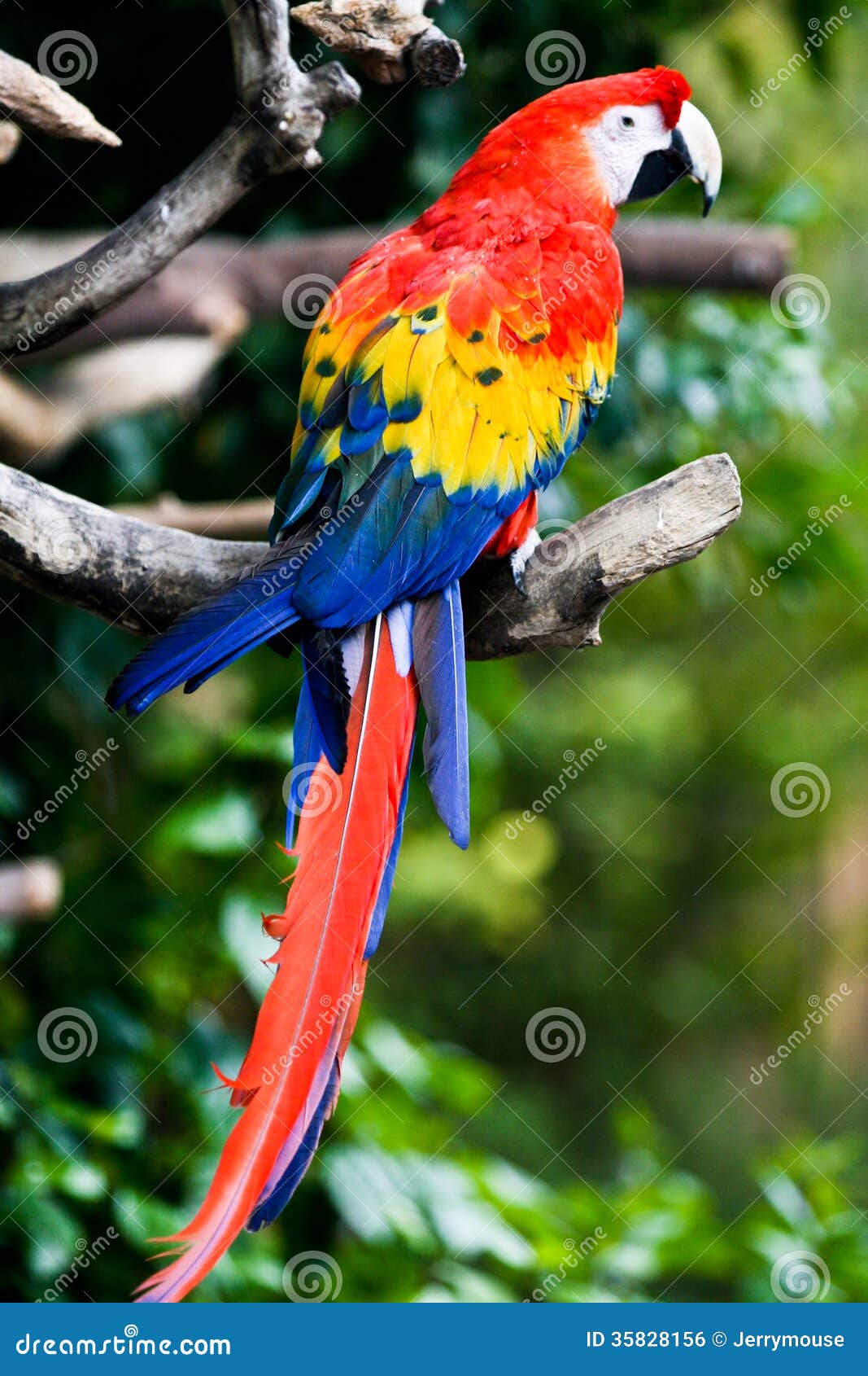 Macaw stock photo. Image of macaws, quetzal, tropical - 35828156