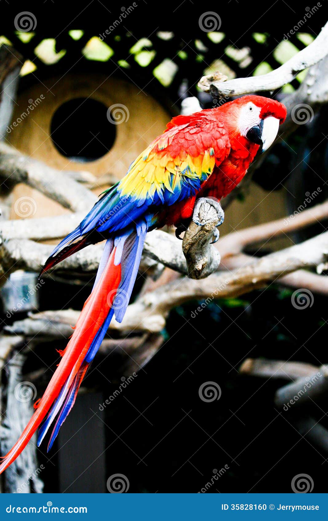 Macaw stock photo. Image of rainforest, psittacidae, rainbow - 35828160