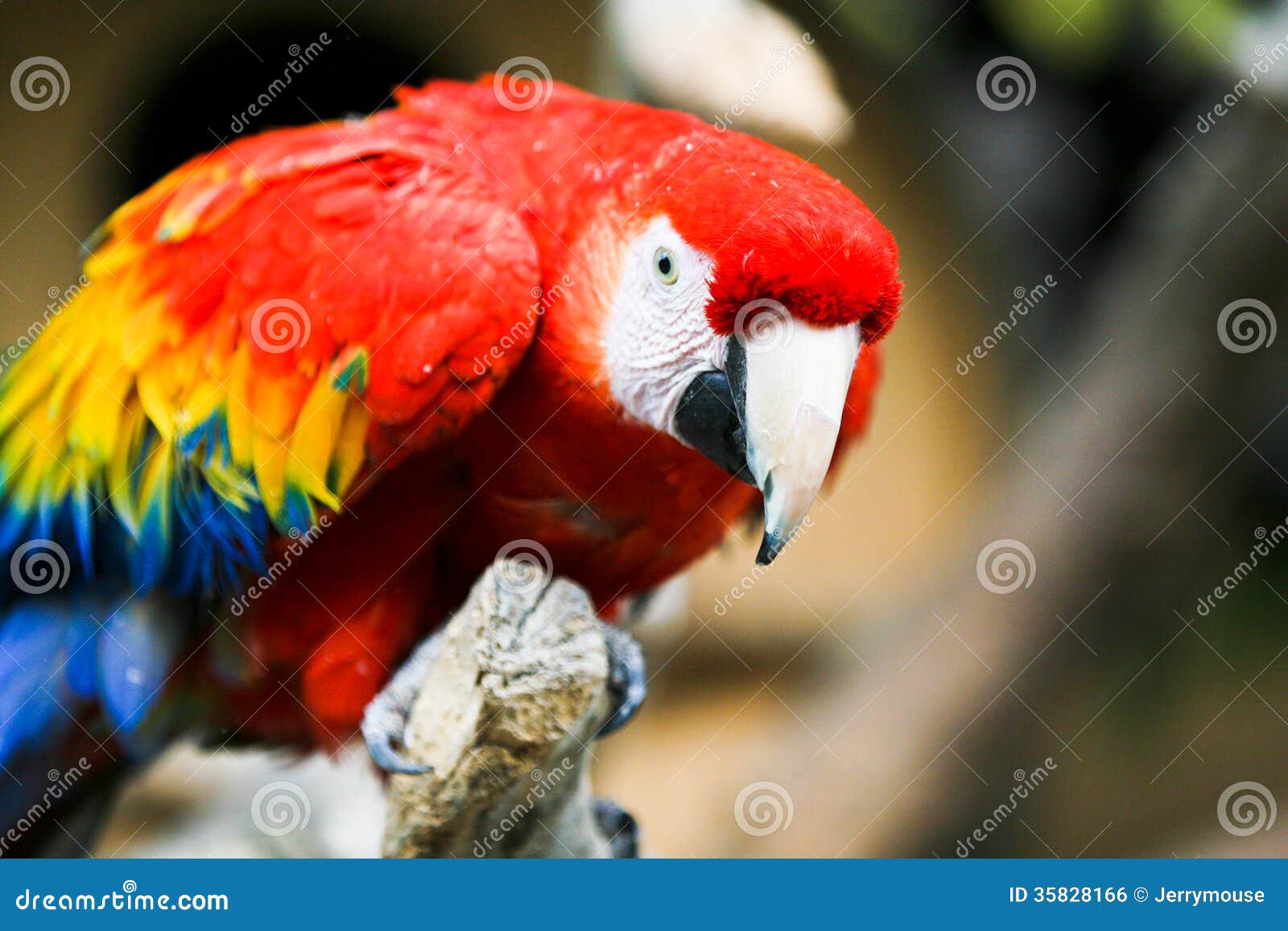 Macaw stock photo. Image of redshouldered, macaws, tropical - 35828166