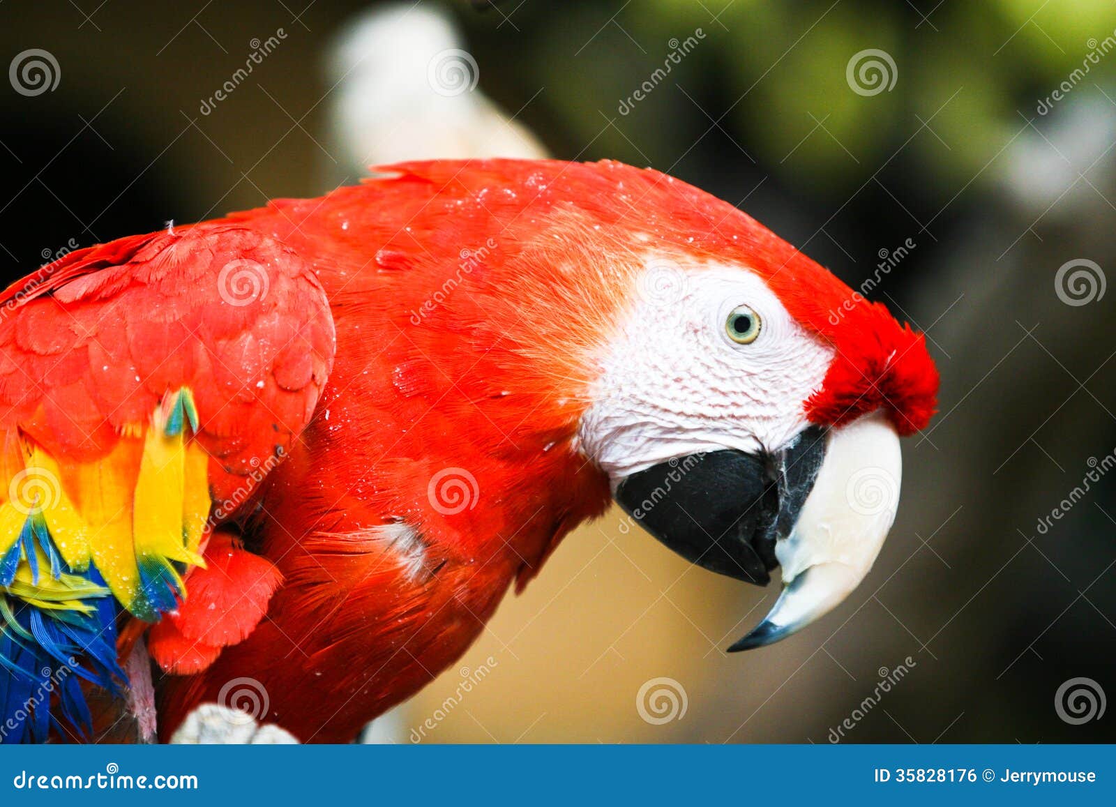 Macaw stock photo. Image of feathered, fowl, feathers - 35828176