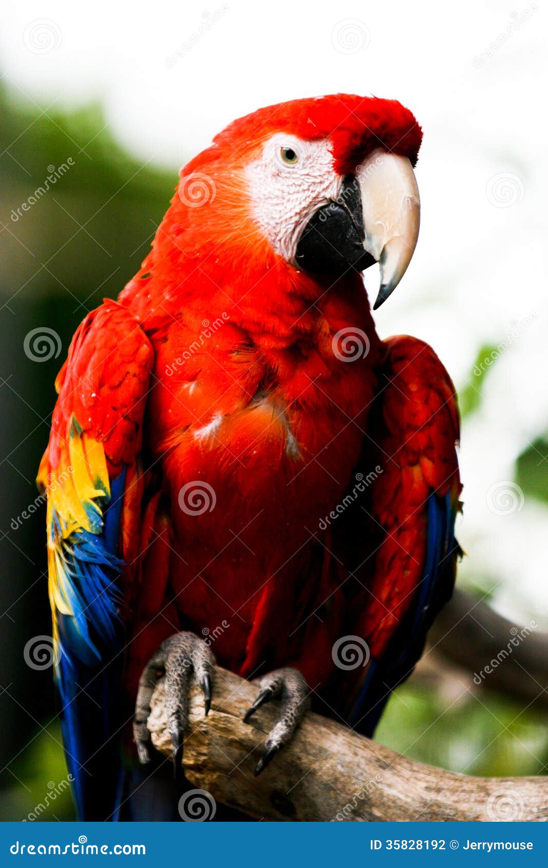Macaw stock photo. Image of parrots, animal, toucan, rainbow - 35828192