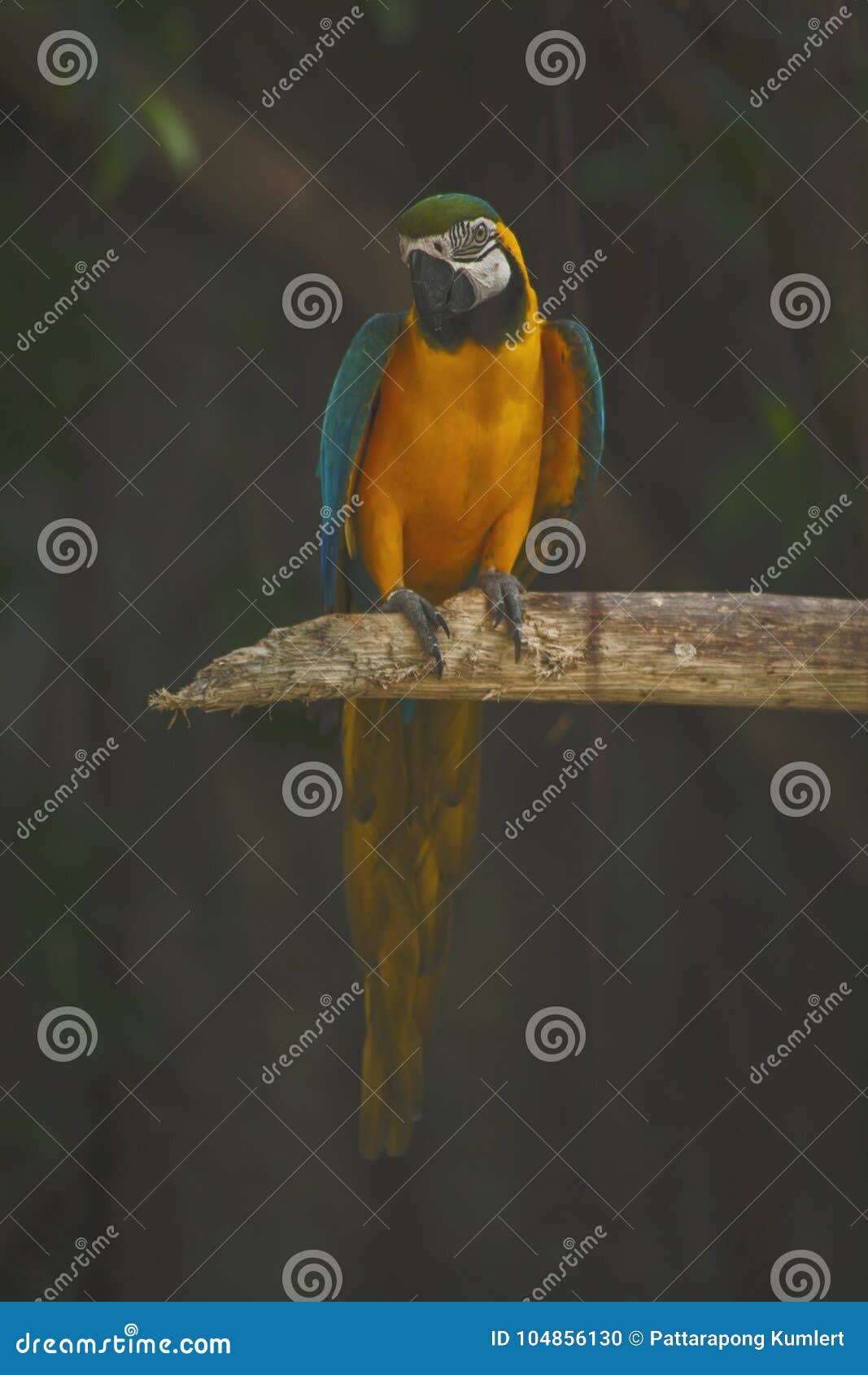 Macaw / Colors Blue Yellow Green White Stock Photo - Image of closeup ...