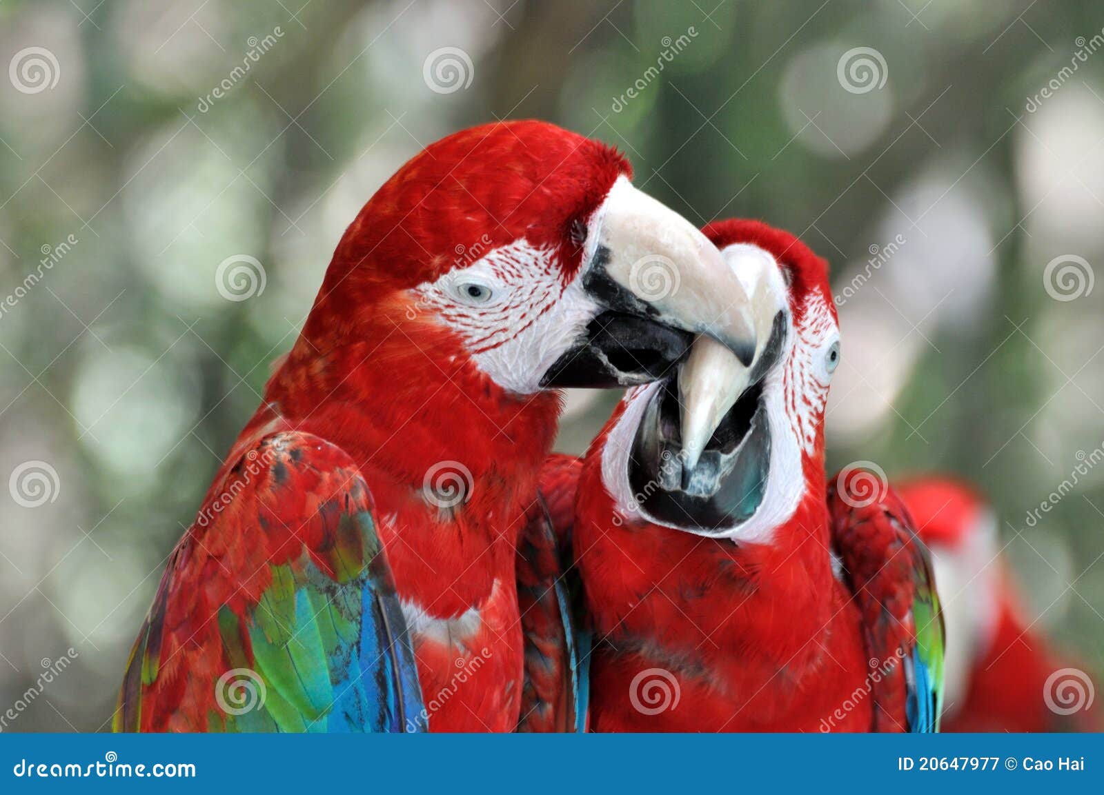 Macaw couple playing stock image. Image of life, couple - 20647977