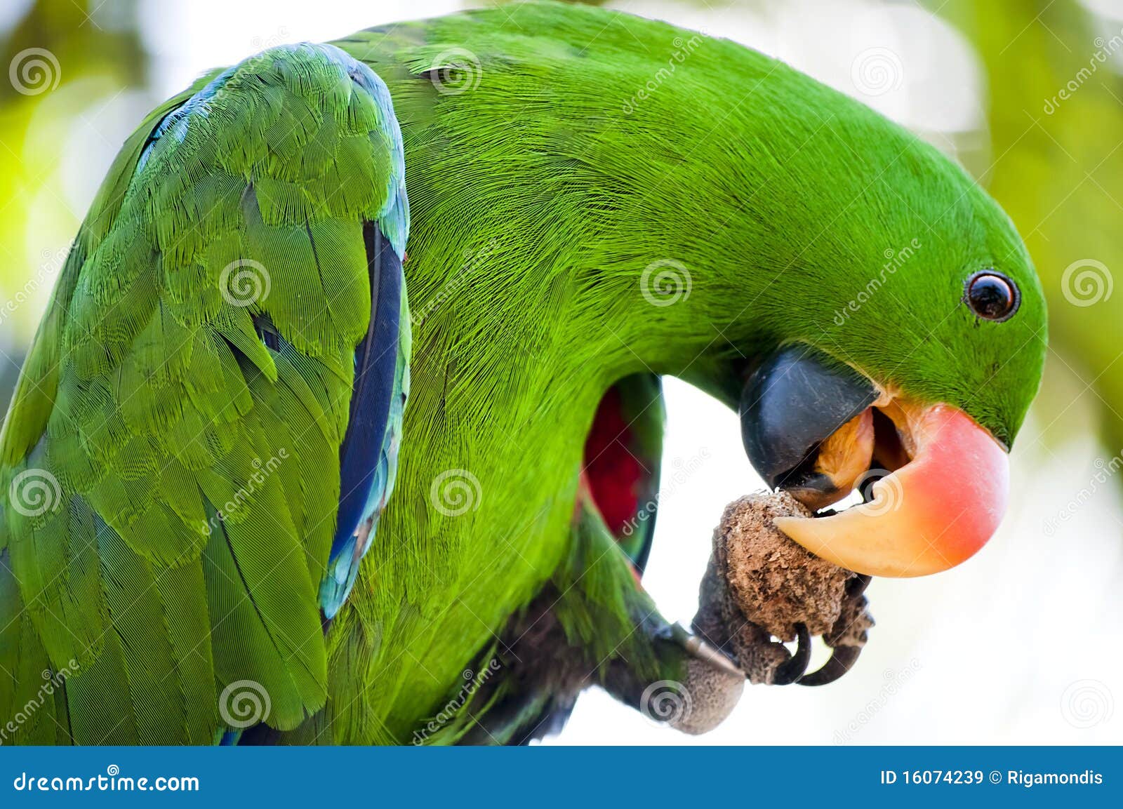 Macaw is eating stock image. Image of domestic, bird - 16074239