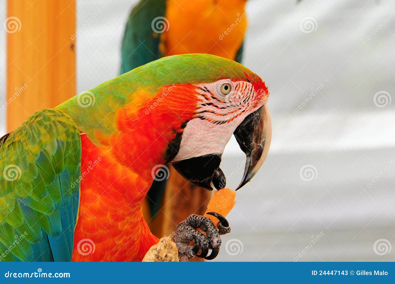 Macaw Eating stock image. Image of creature, beautiful - 24447143