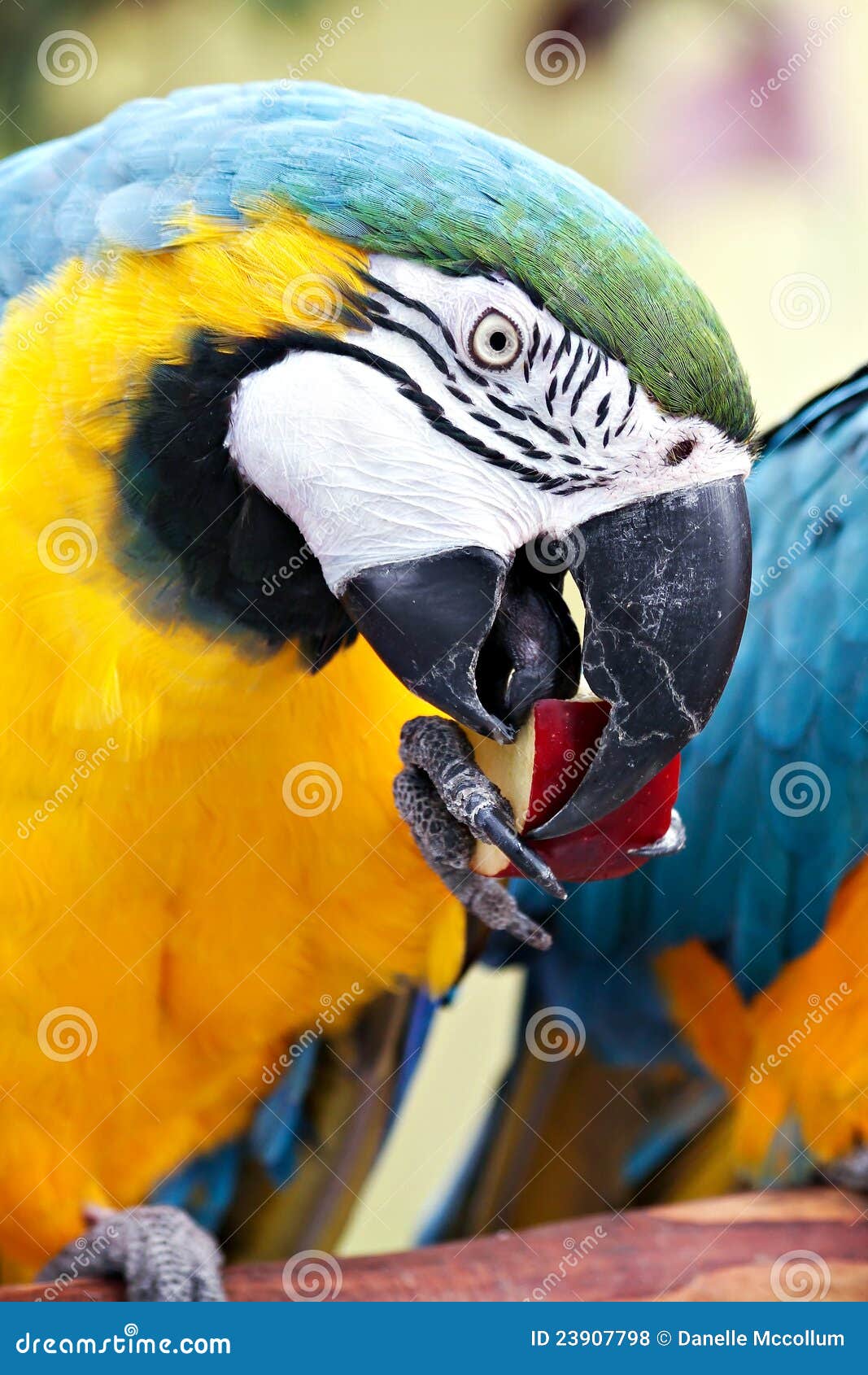 Macaw Eating Apple stock photo. Image of hungry, eating - 23907798
