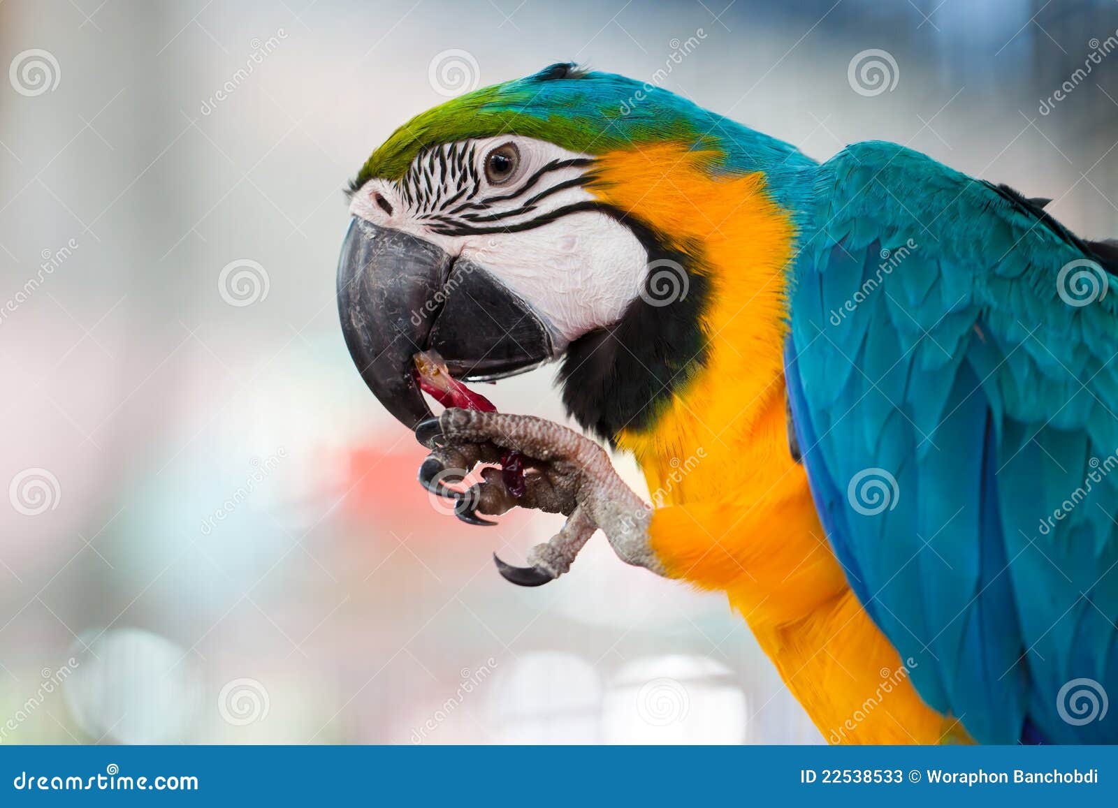 Macaw eating fruit stock image. Image of macaw, eating - 22538533