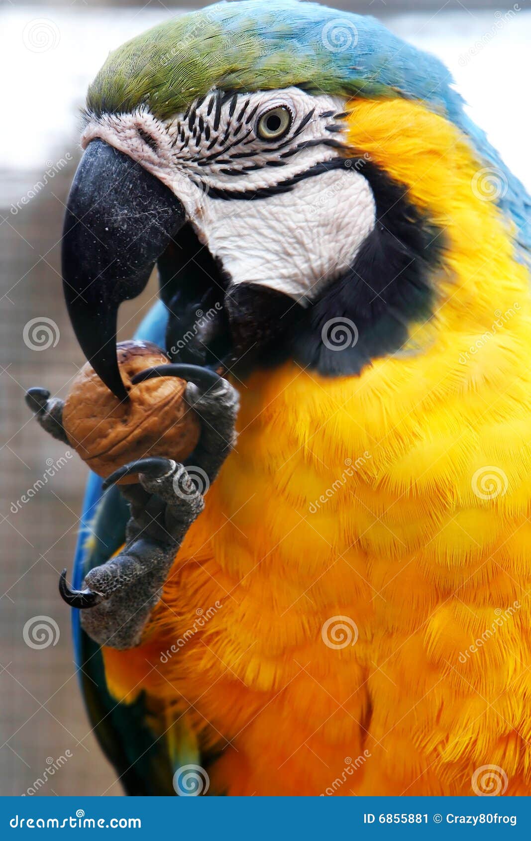 Macaw eating walnut stock image. Image of beautiful, maccaw - 6855881