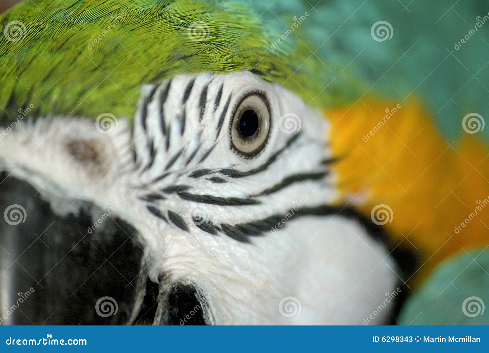 Macaw eye stock image. Image of polly, macaw, bird, abstract - 6298343