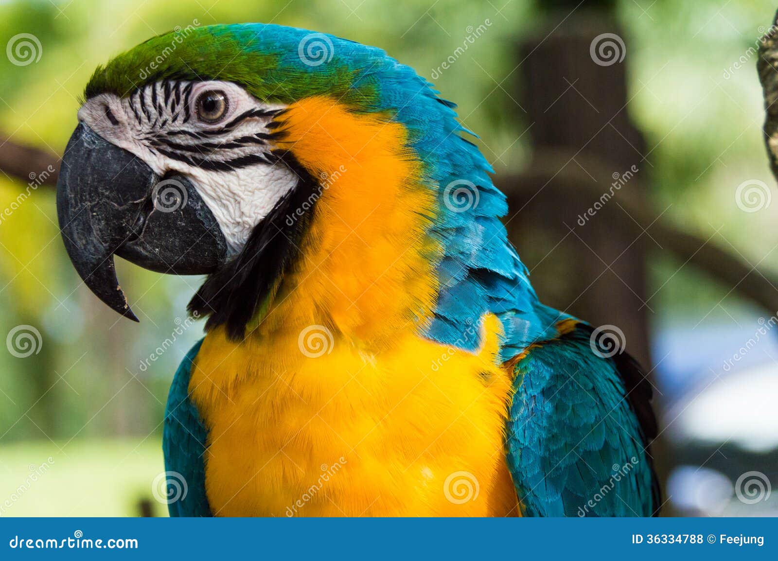 Macaw stock photo. Image of jungle, head, ararauna, macaw - 36334788