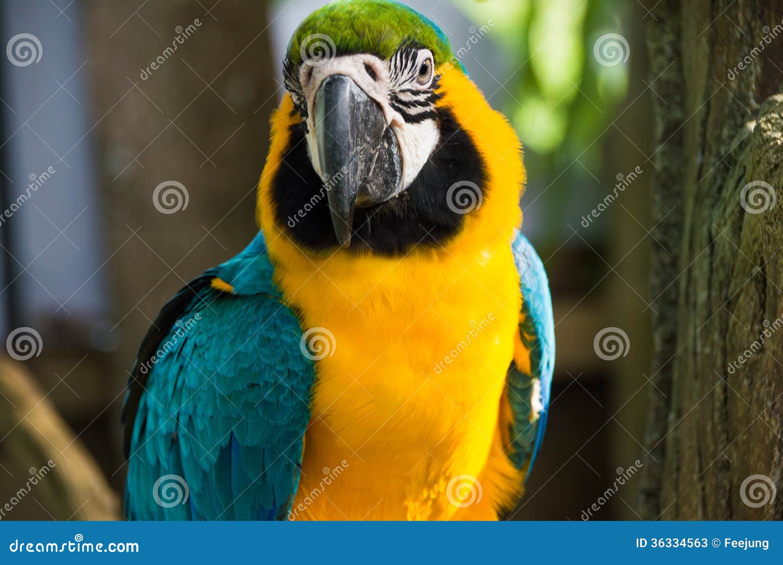 Macaw stock image. Image of colour, life, macaw, america - 36334563