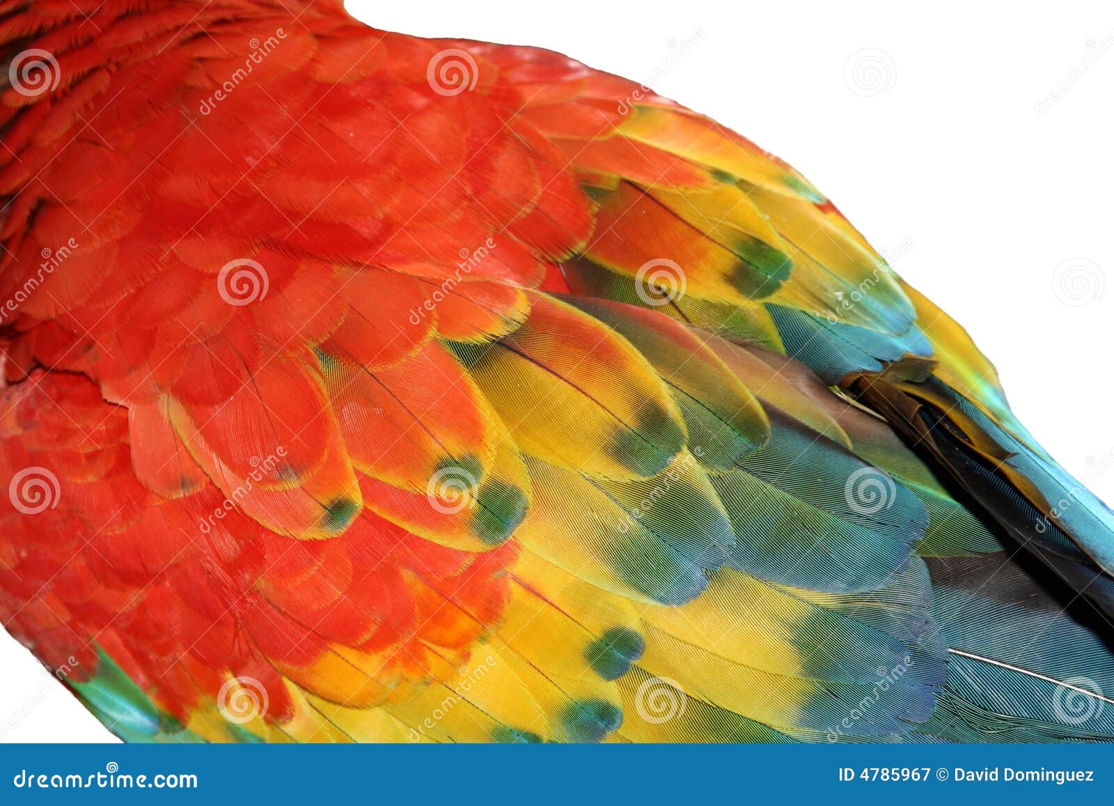 Macaw Feather Stock Image | CartoonDealer.com #4785967