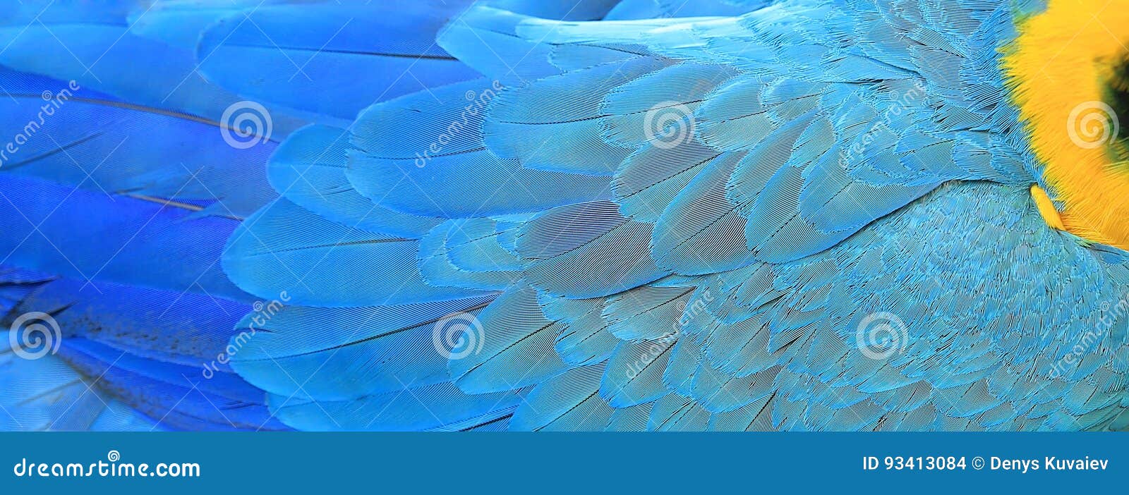 Macaw feathers background stock photo. Image of feathers - 93413084