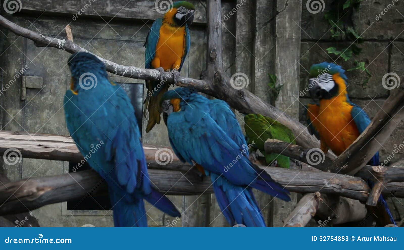 Macaw Fighting for His Female. Part 1 Stock Video - Video of animals ...