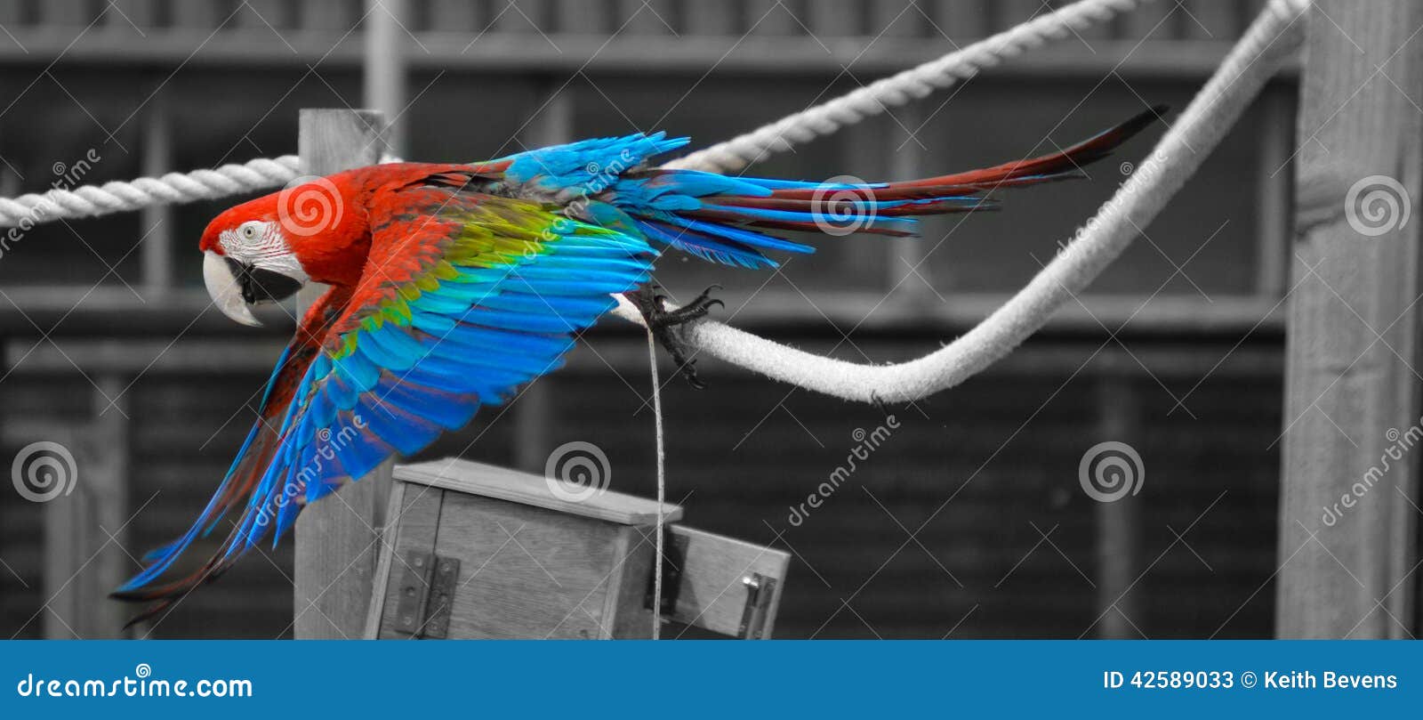 Macaw in flight stock image. Image of rainforest, amazon - 42589033