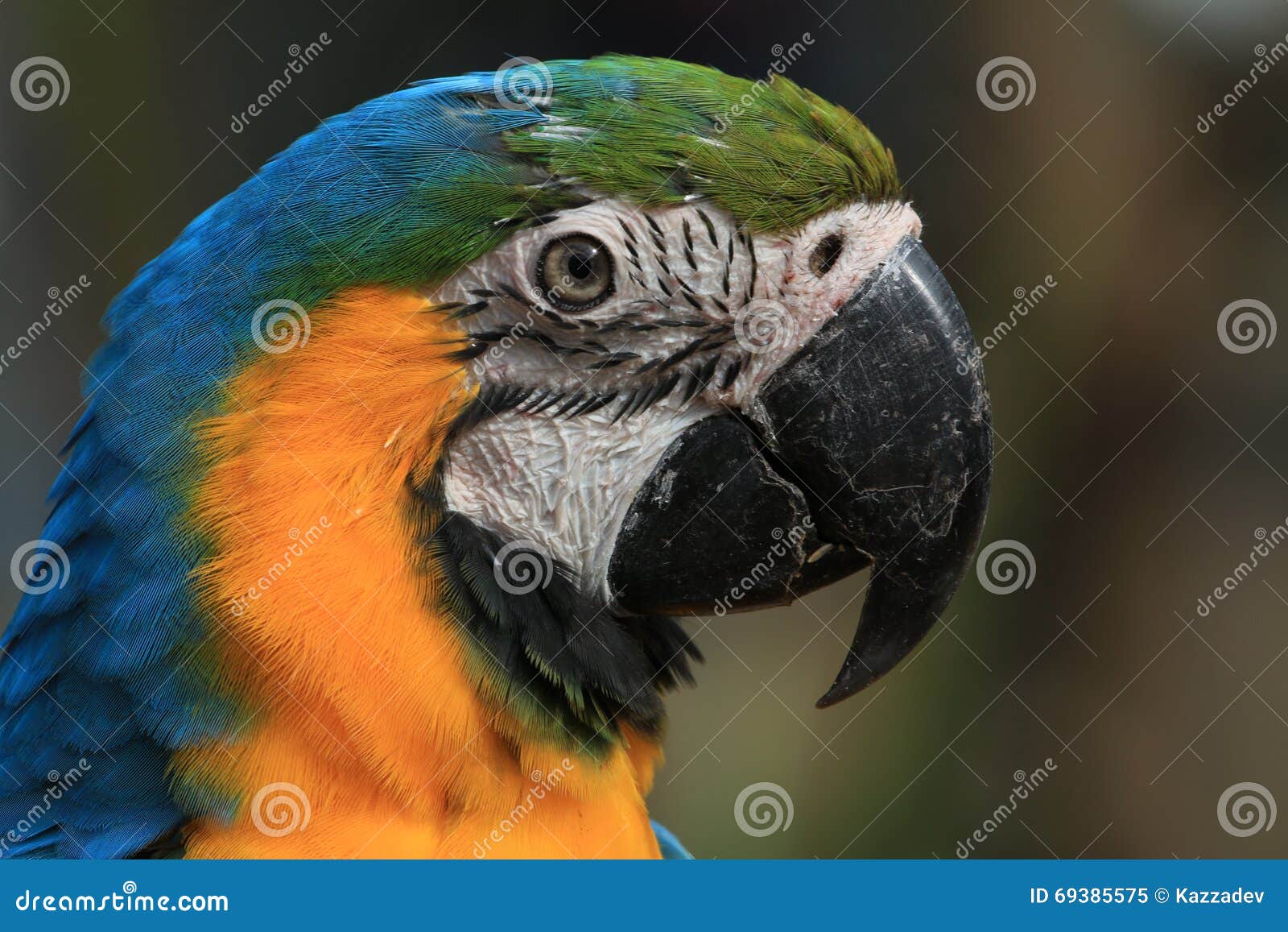 Macaw stock image. Image of beak, flight, south, face - 69385575