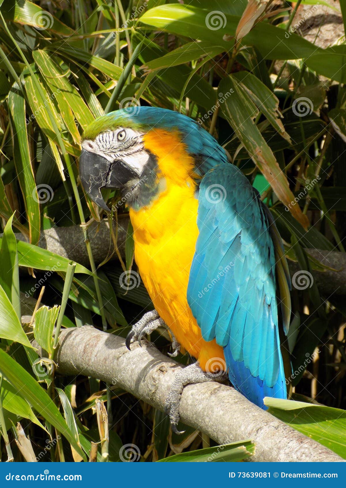 Macaw stock image. Image of highlighted, head, feeding - 73639081