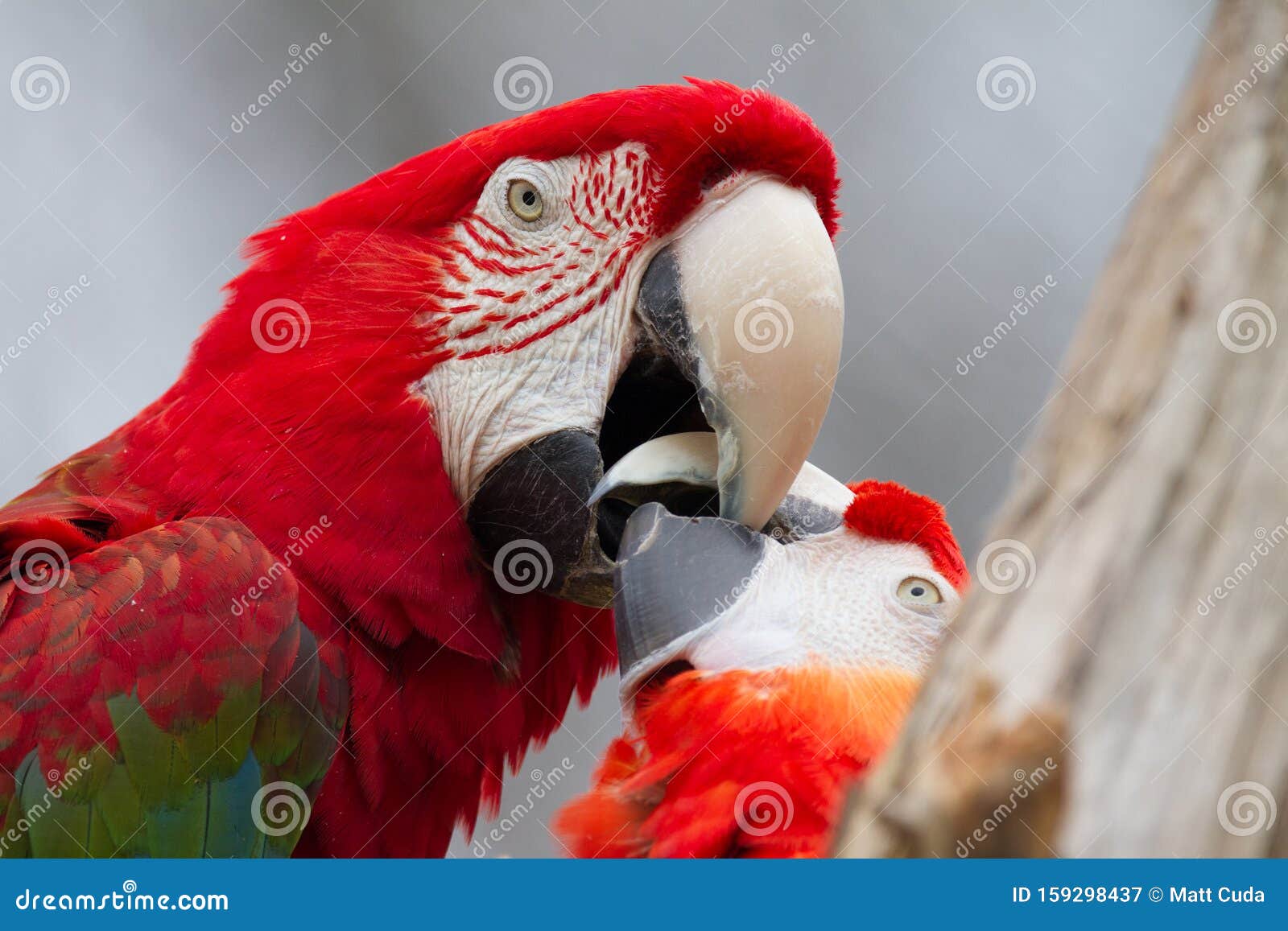 Macaw Jousting stock image. Image of animal, play, mouth - 159298437