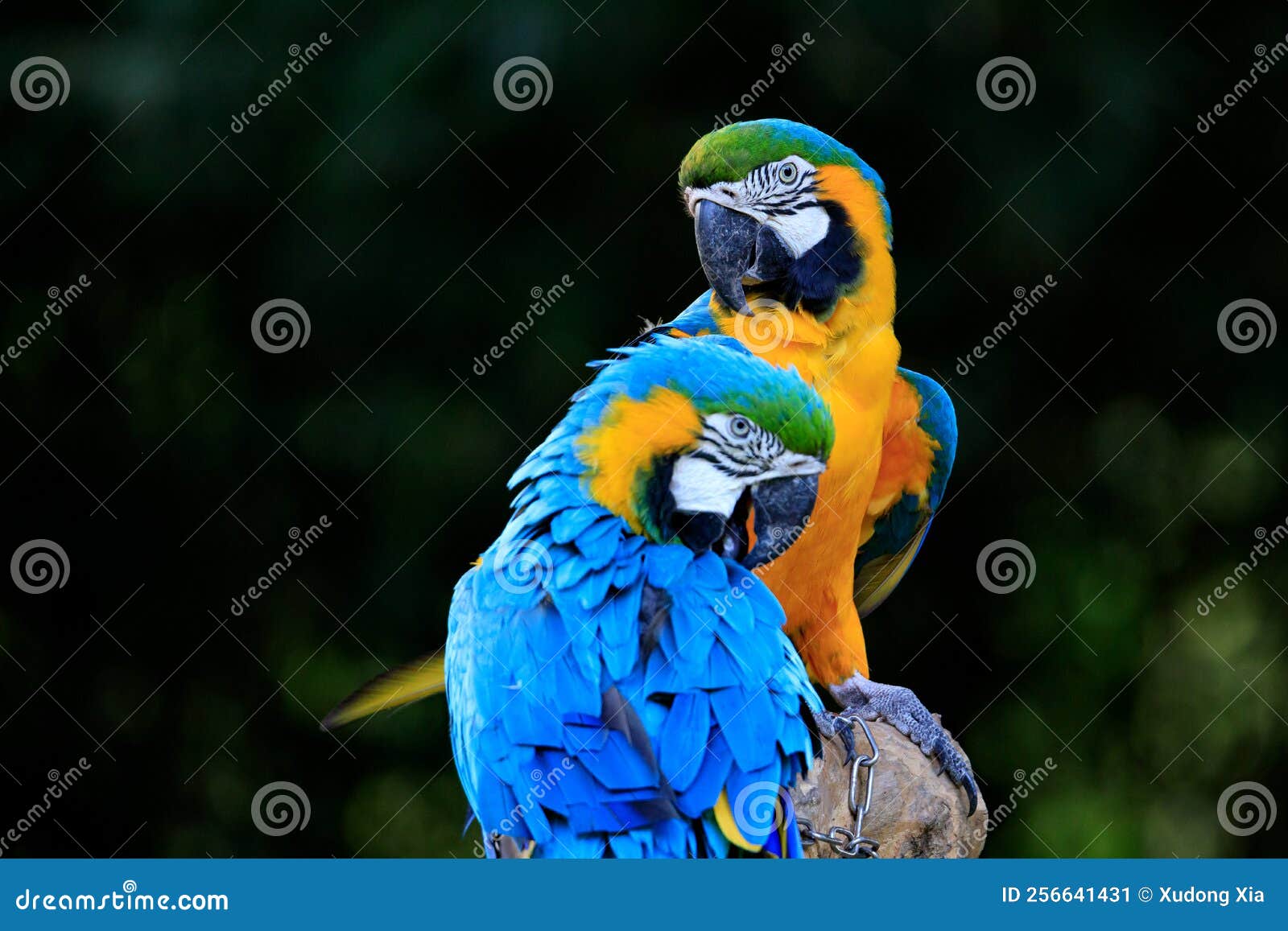 Macaw stock image. Image of parrot, popinjay, blue, green - 256641431