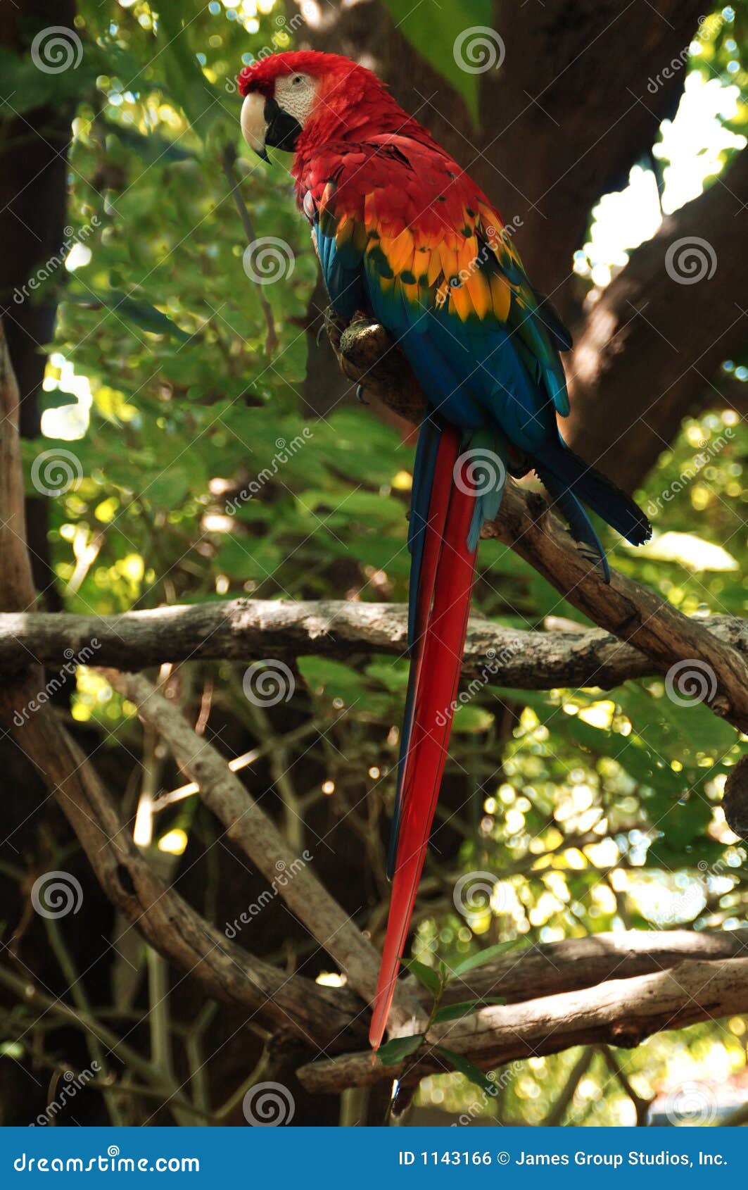 Macaw parrot stock photo. Image of feathers, parrot, bird - 1143166