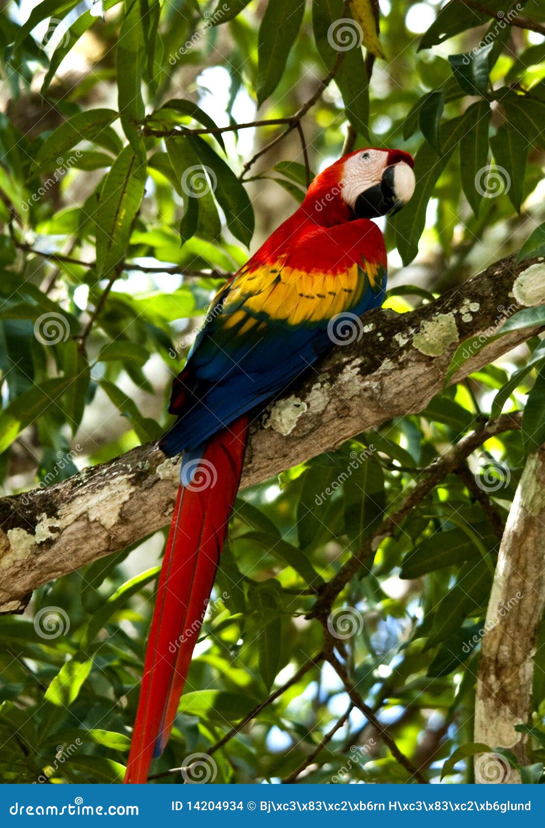 Macaw parrot stock photo. Image of forest, macaw, pretty - 14204934