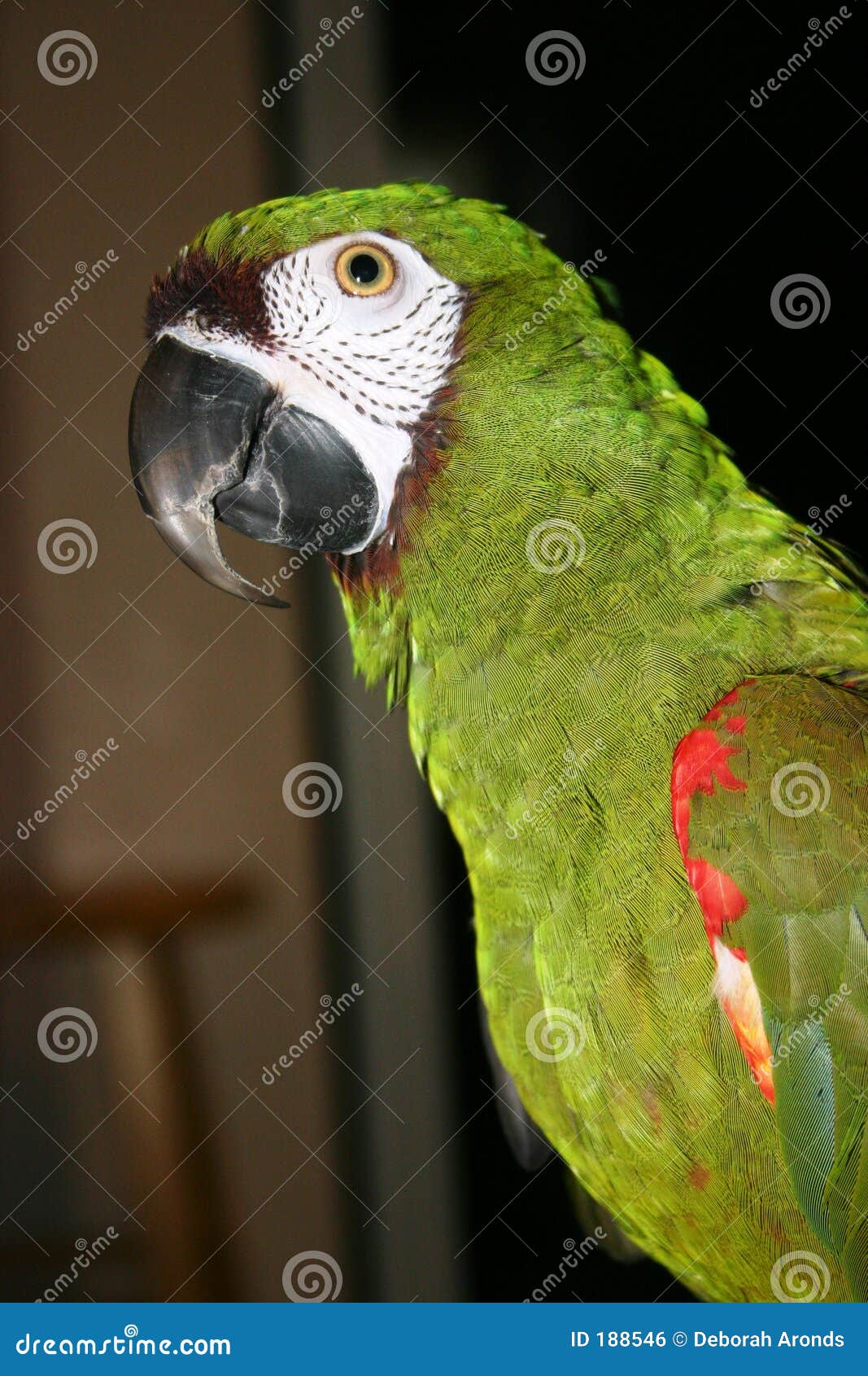 Macaw Parrot stock photo. Image of exotic, bird, severe - 188546
