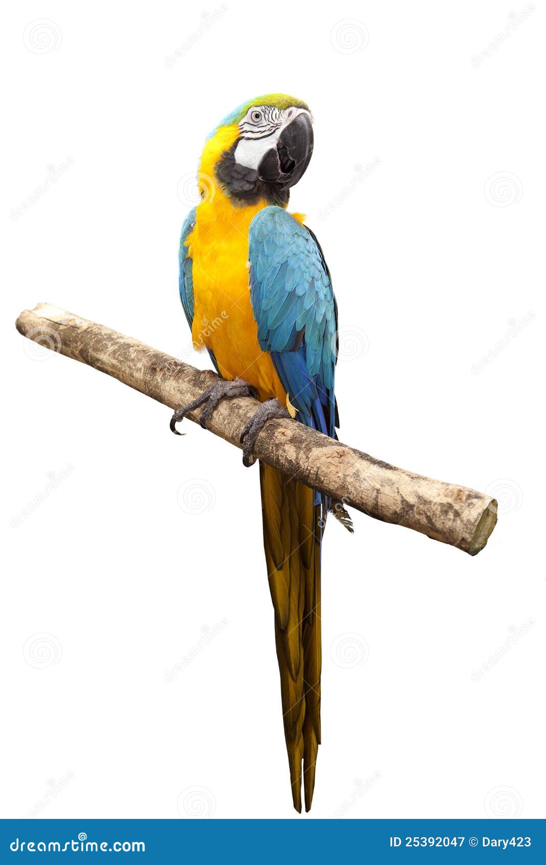 Macaw Parrot Wearing A Bavarian Hat Royalty-Free Stock Photography ... Macaw Parrot Wearing A Bavarian Hat Royalty-Free Stock Photography ...