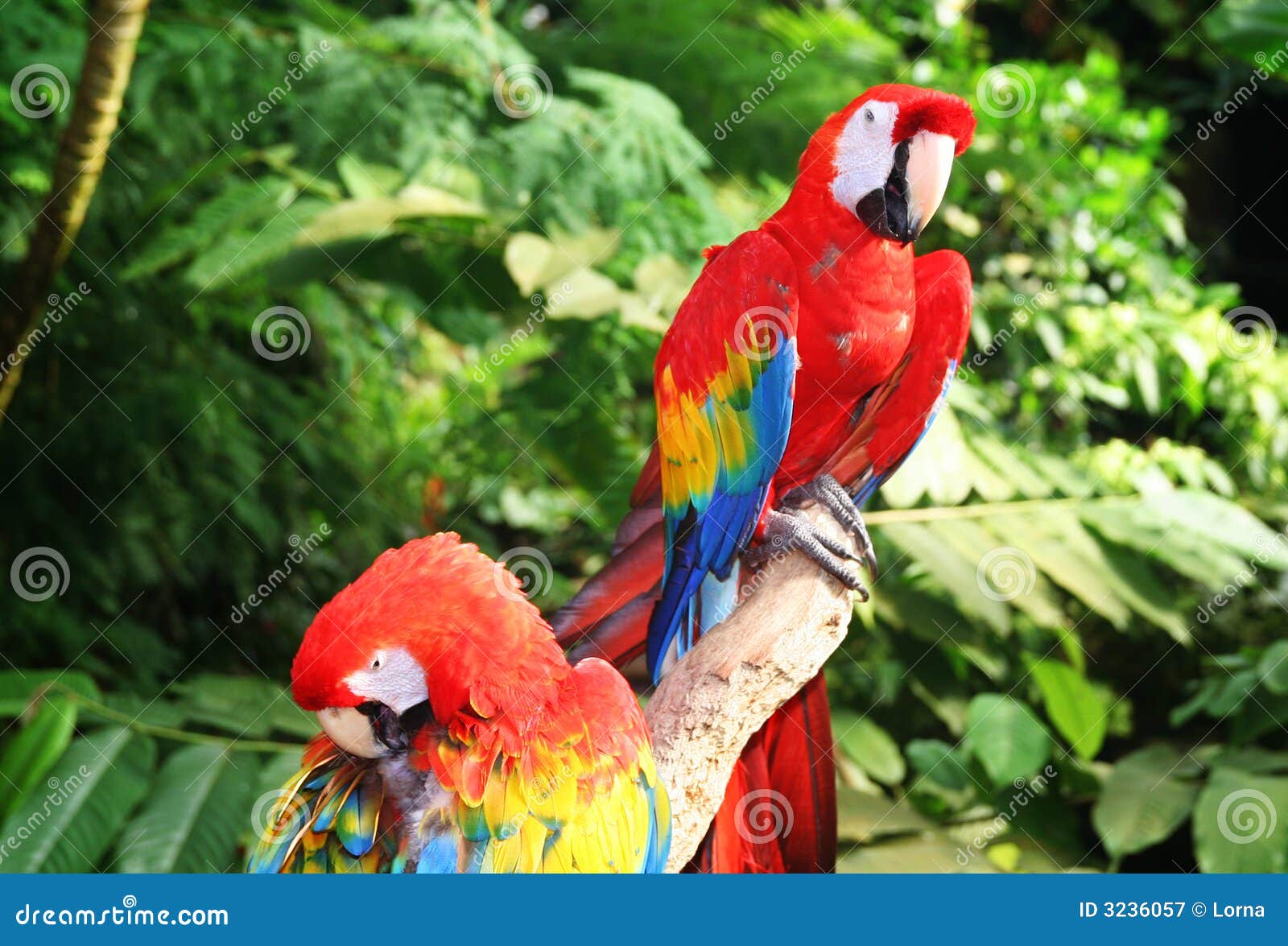 Macaw parrot stock image. Image of macaws, color, forest - 3236057
