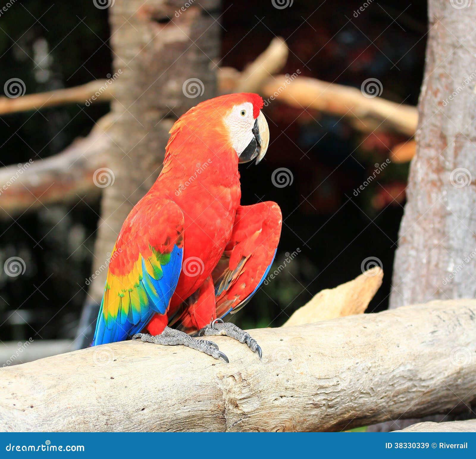 Macaw parrot stock image. Image of bright, fluffy, colorful - 38330339
