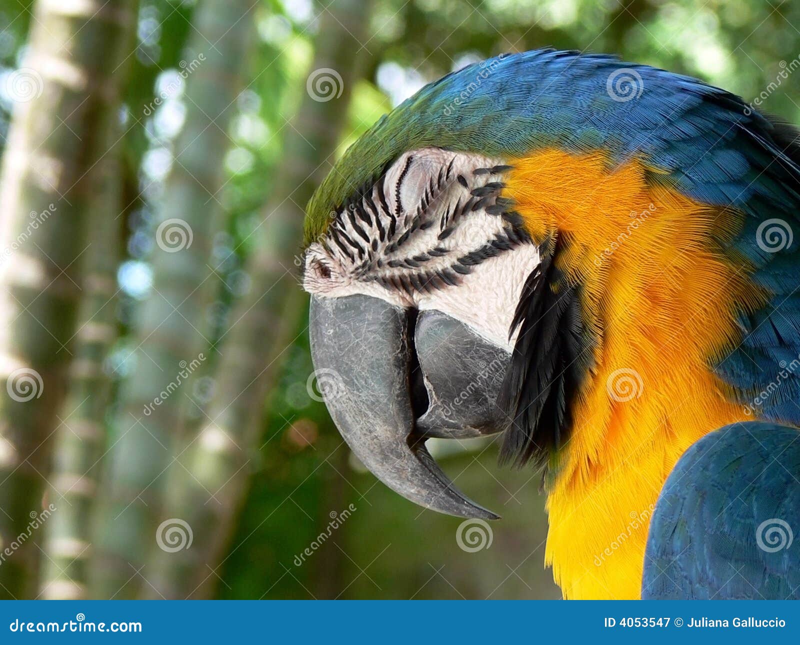 Macaw Parrot Royalty Free Stock Photography - Image: 4053547