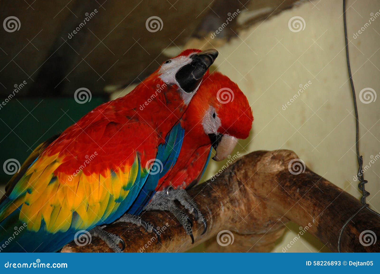 Macaw parrot stock image. Image of macaw, cockatoos, african - 58226893