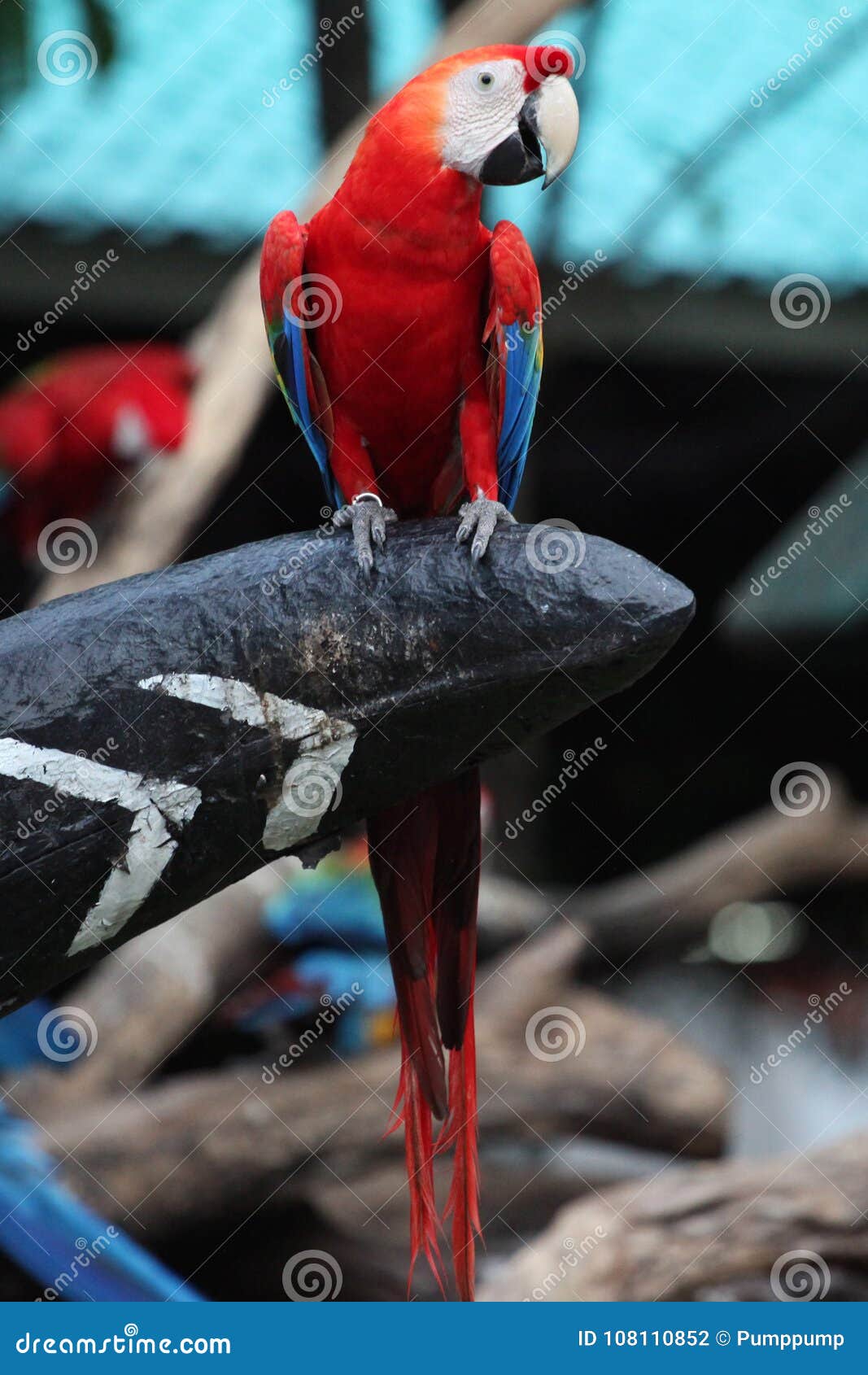 Macaw Parrot Bird in Thailand Stock Photo - Image of colorful, puerto ...
