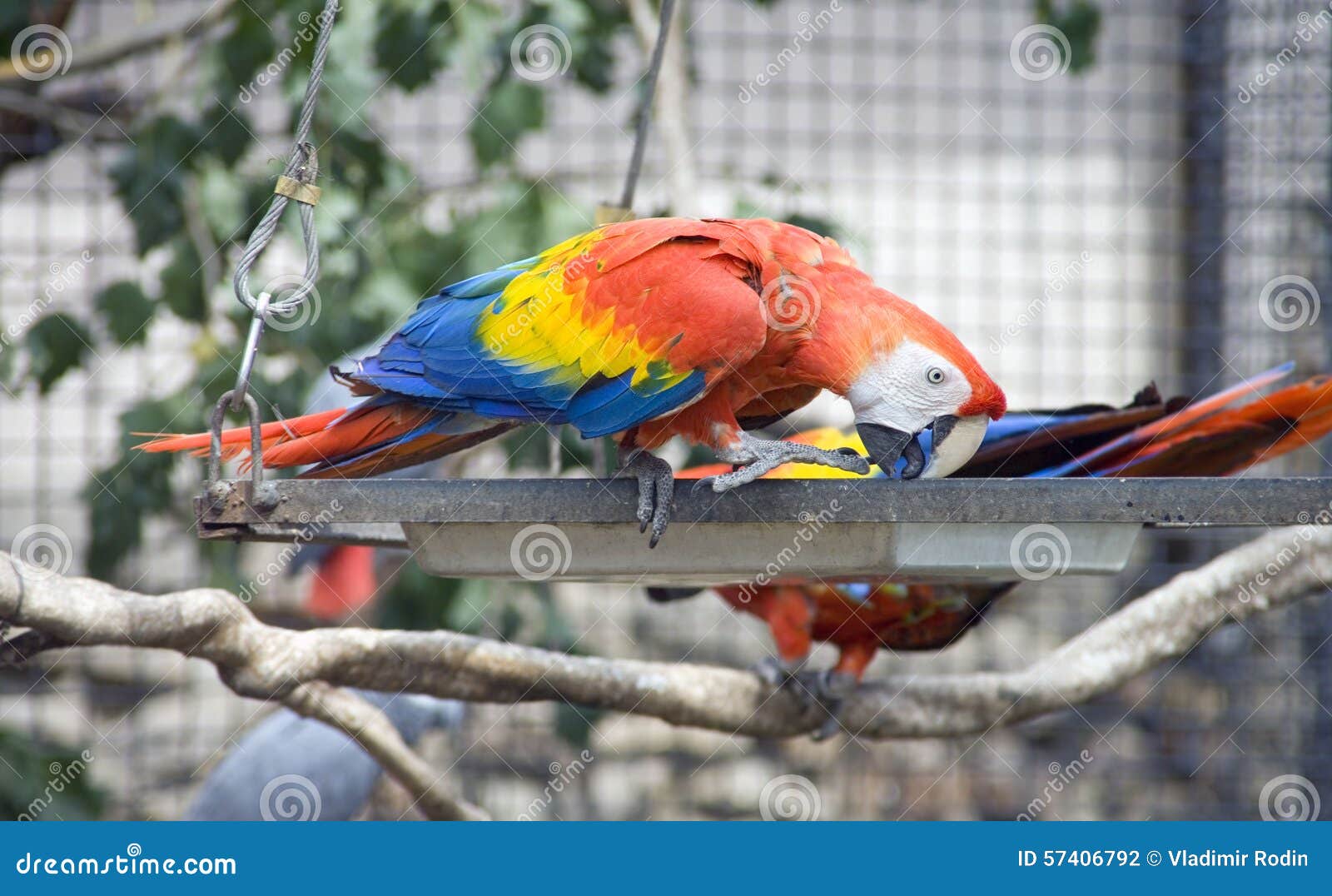 Macaw Parrot Bird Vertebrate Beak Claws Stock Photo - Image of macaw ...