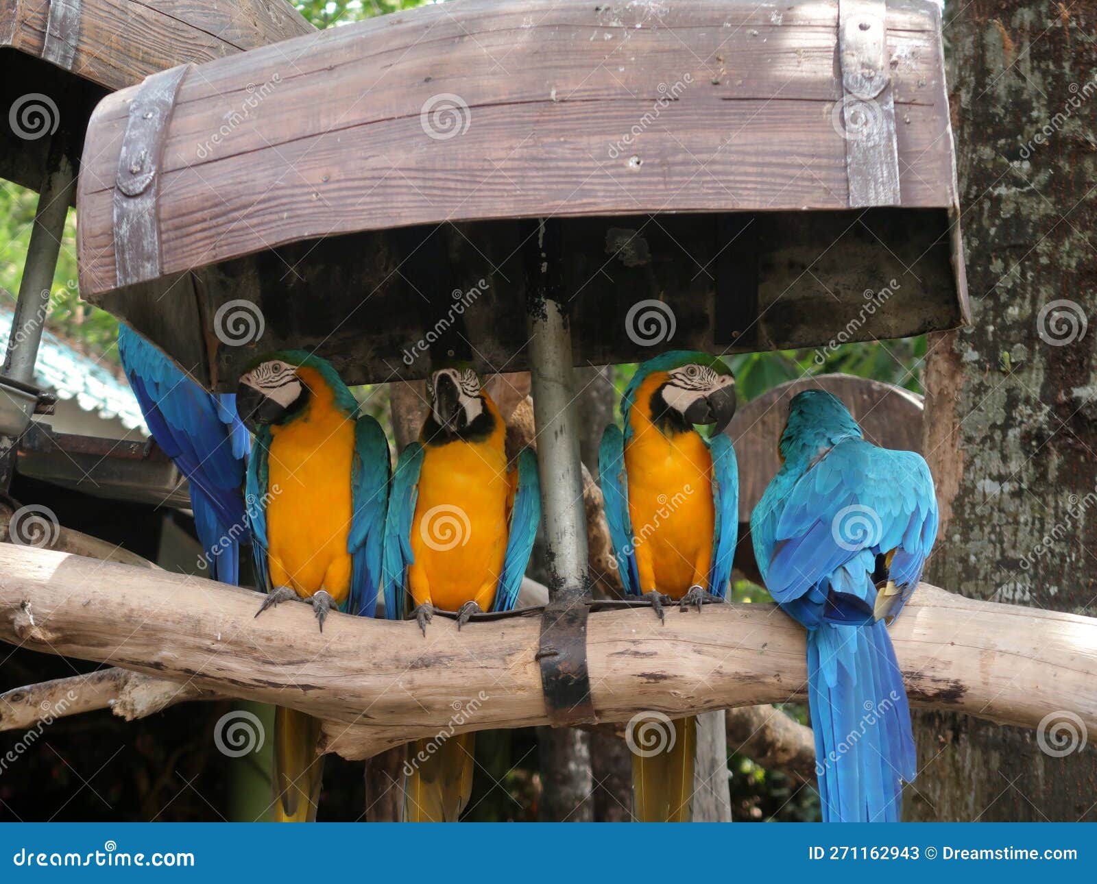 Macaw Parrot stock image. Image of birds, parrot, safari - 271162943