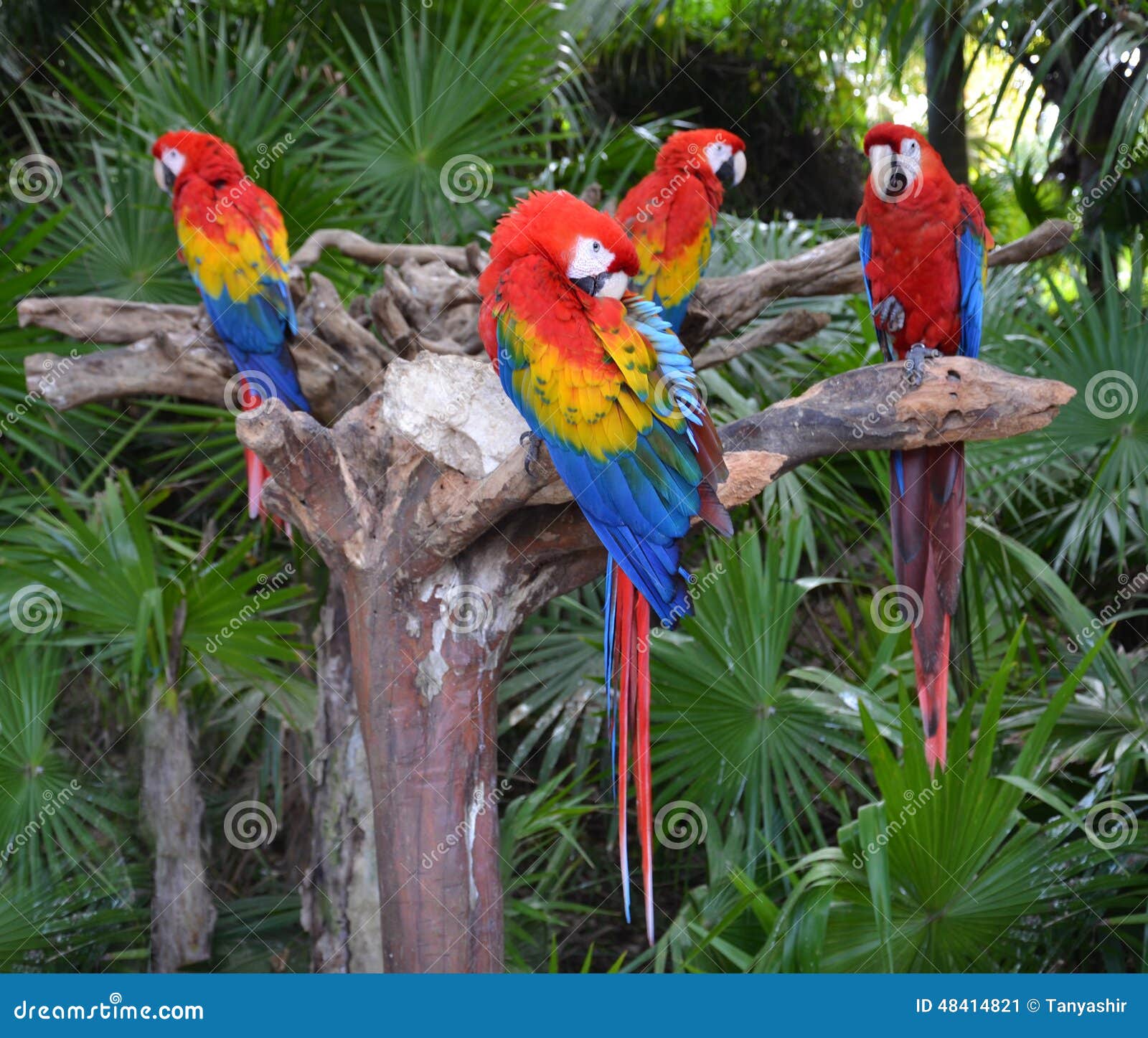Macaw parrot birds stock image. Image of animal, park - 48414821