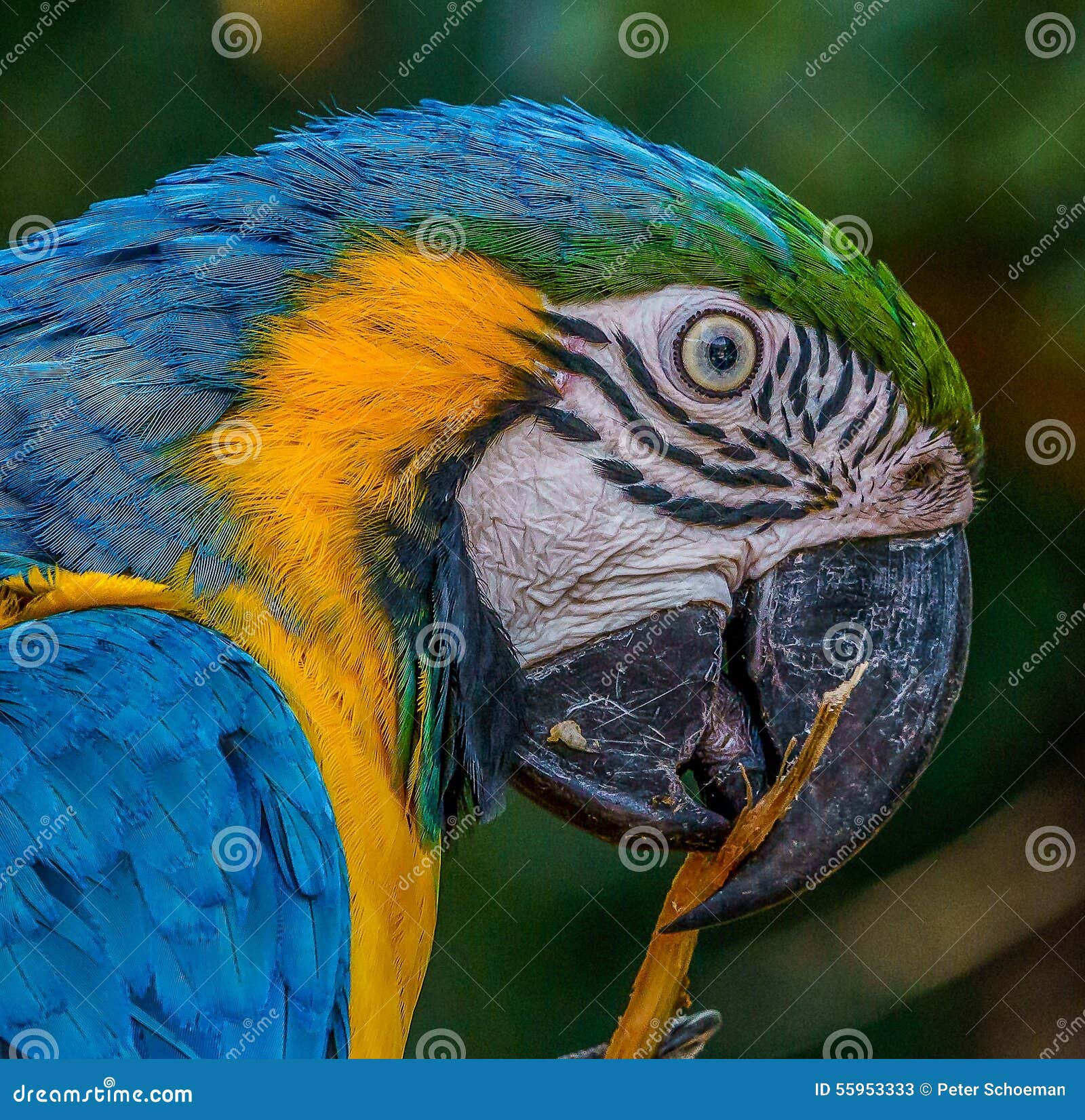 Kea Parrot Chewing On Wood, Bird Sharpening Its Beak, Endangered Animal ...