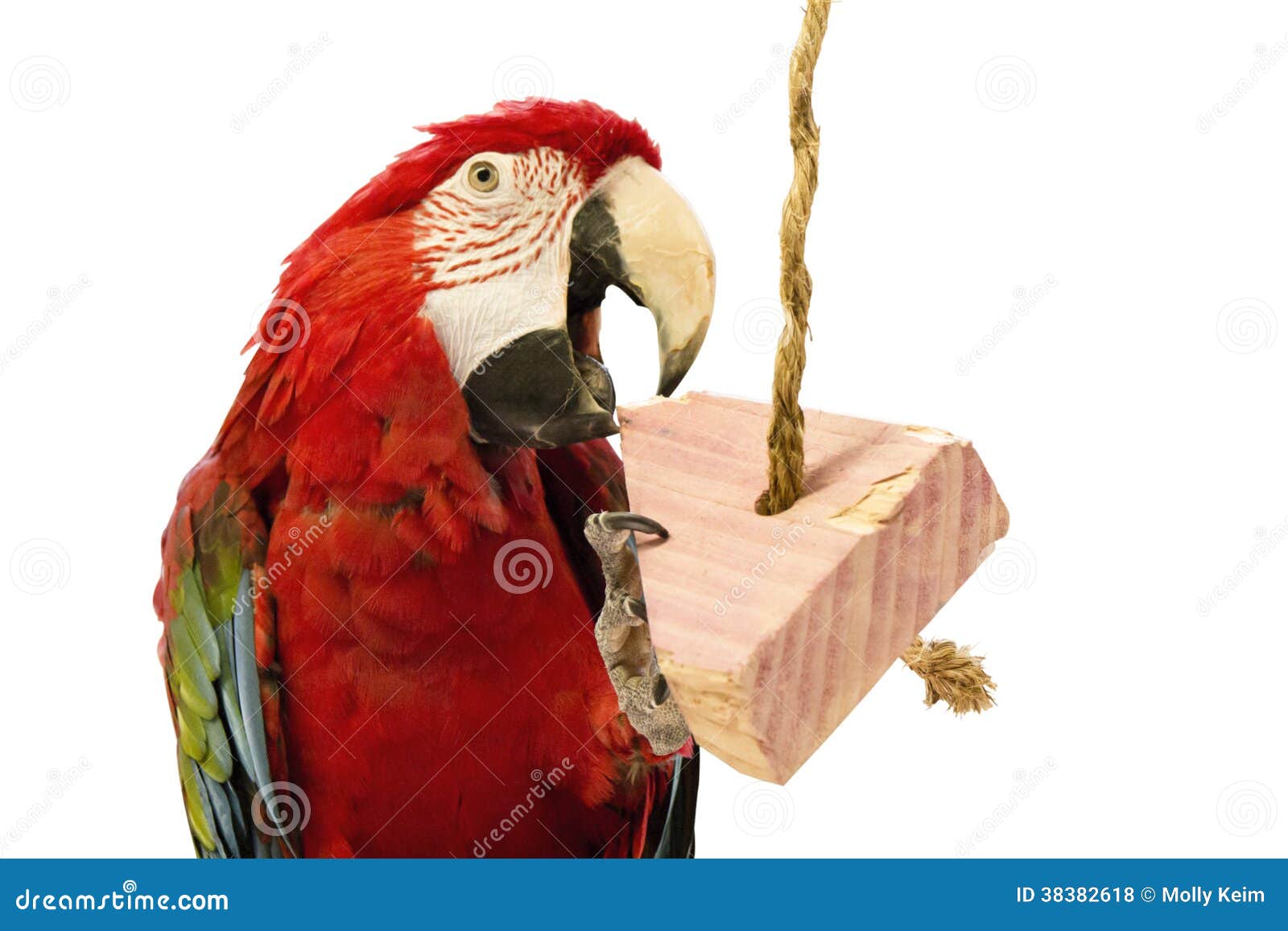 Macaw Parrot Chewing on Toy Stock Photo - Image of birds, bite: 38382618