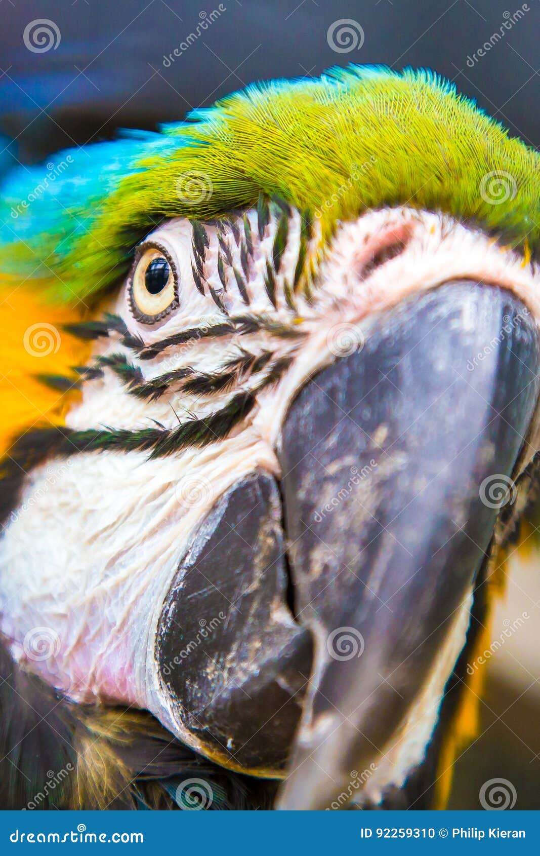 Macaw Parrot stock photo. Image of exotic, frame, macaw - 92259310